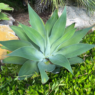 Explore Our Agave Blue Flame | Eureka Farms