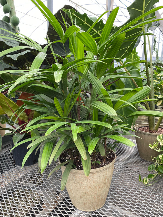Lady Palm, Rhapis Excelsa, Indoor Queen Palm – Eureka Farms