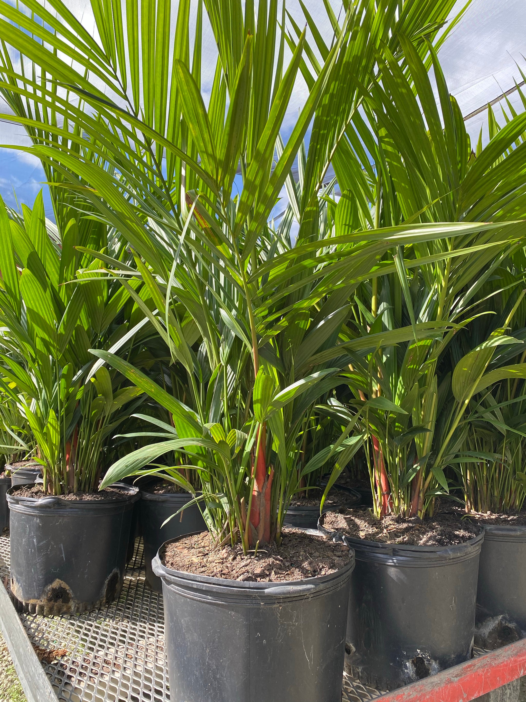 Lipstick Palm Red Sealing Wax Palm, Exotic and Rare – Eureka Farms
