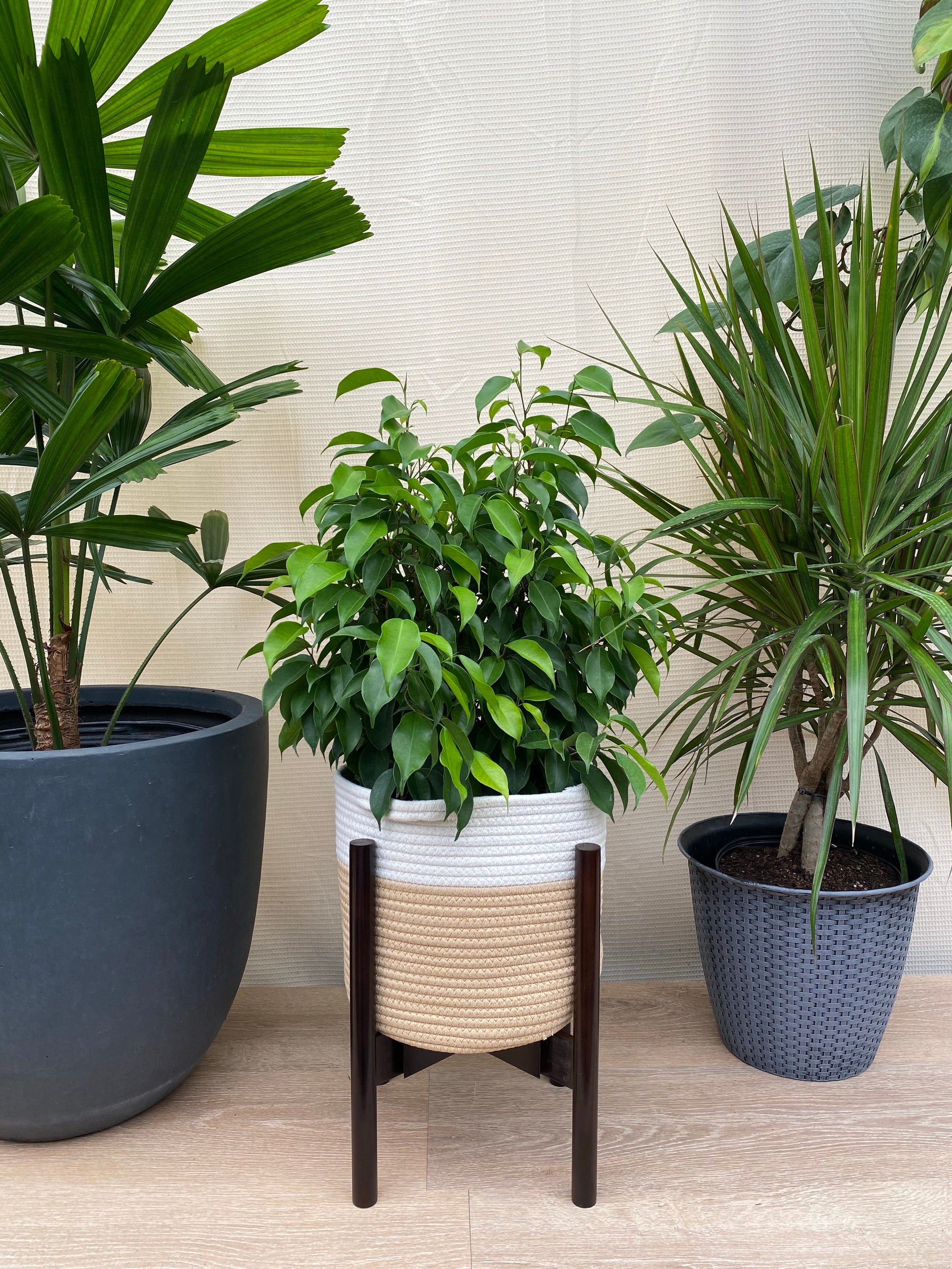 Buy Ficus Benjamina Florida Spire | Eureka Farms