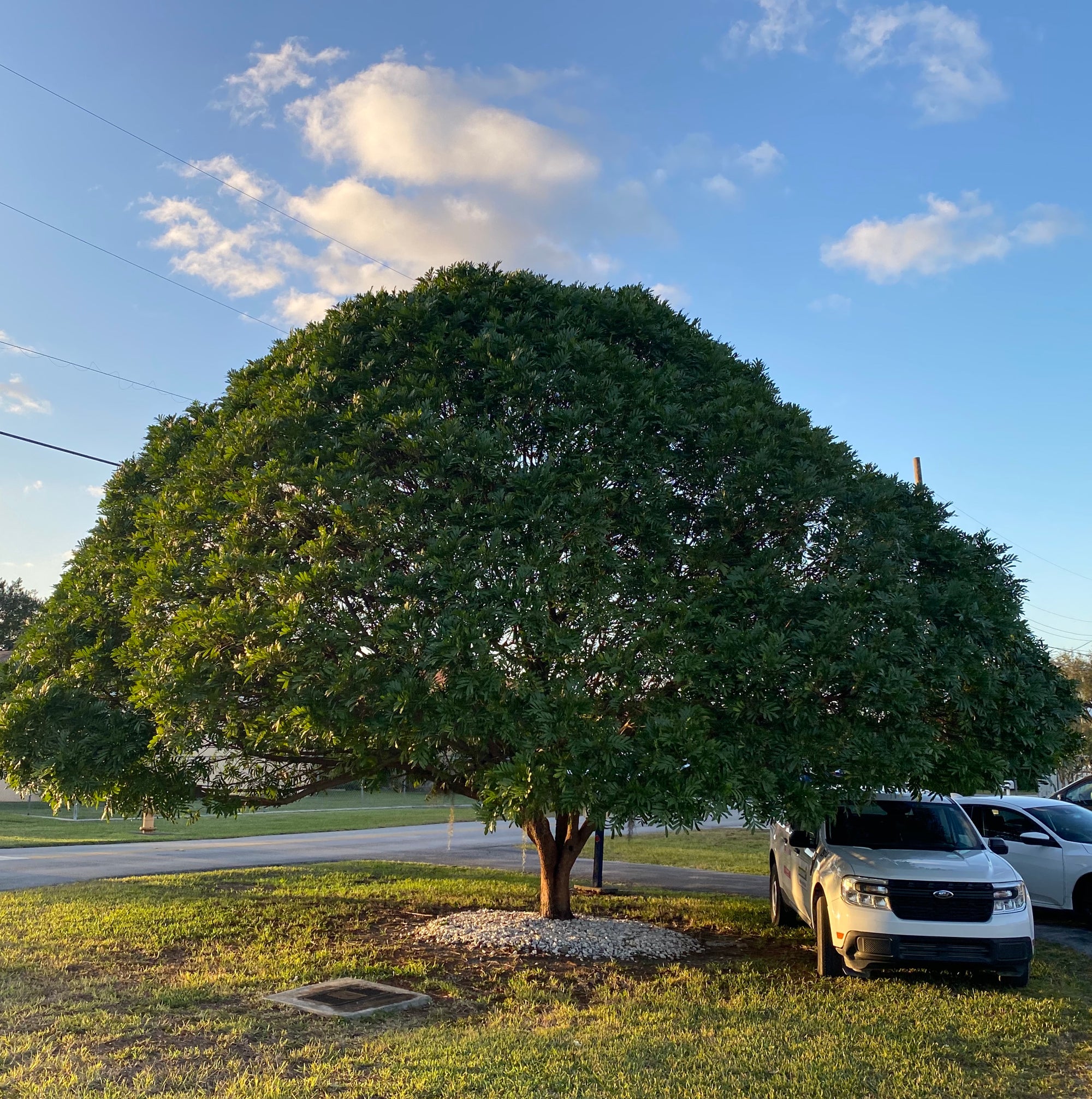 Japanese Fern Tree, Filicium Decipiens | Eureka Farms