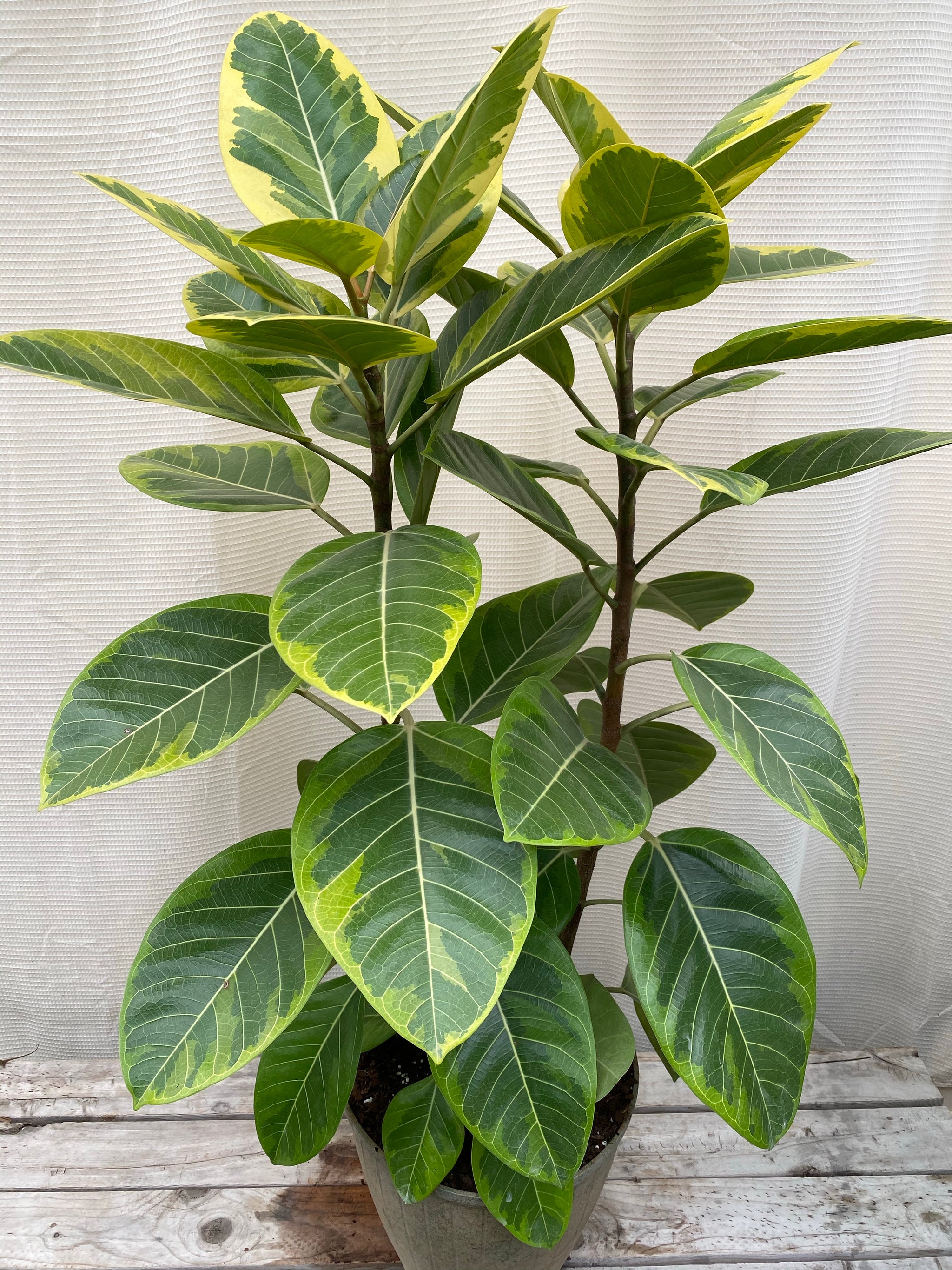 Ficus Altissima Bush, Variegated Yellow Gem Rubber Tree – Eureka Farms