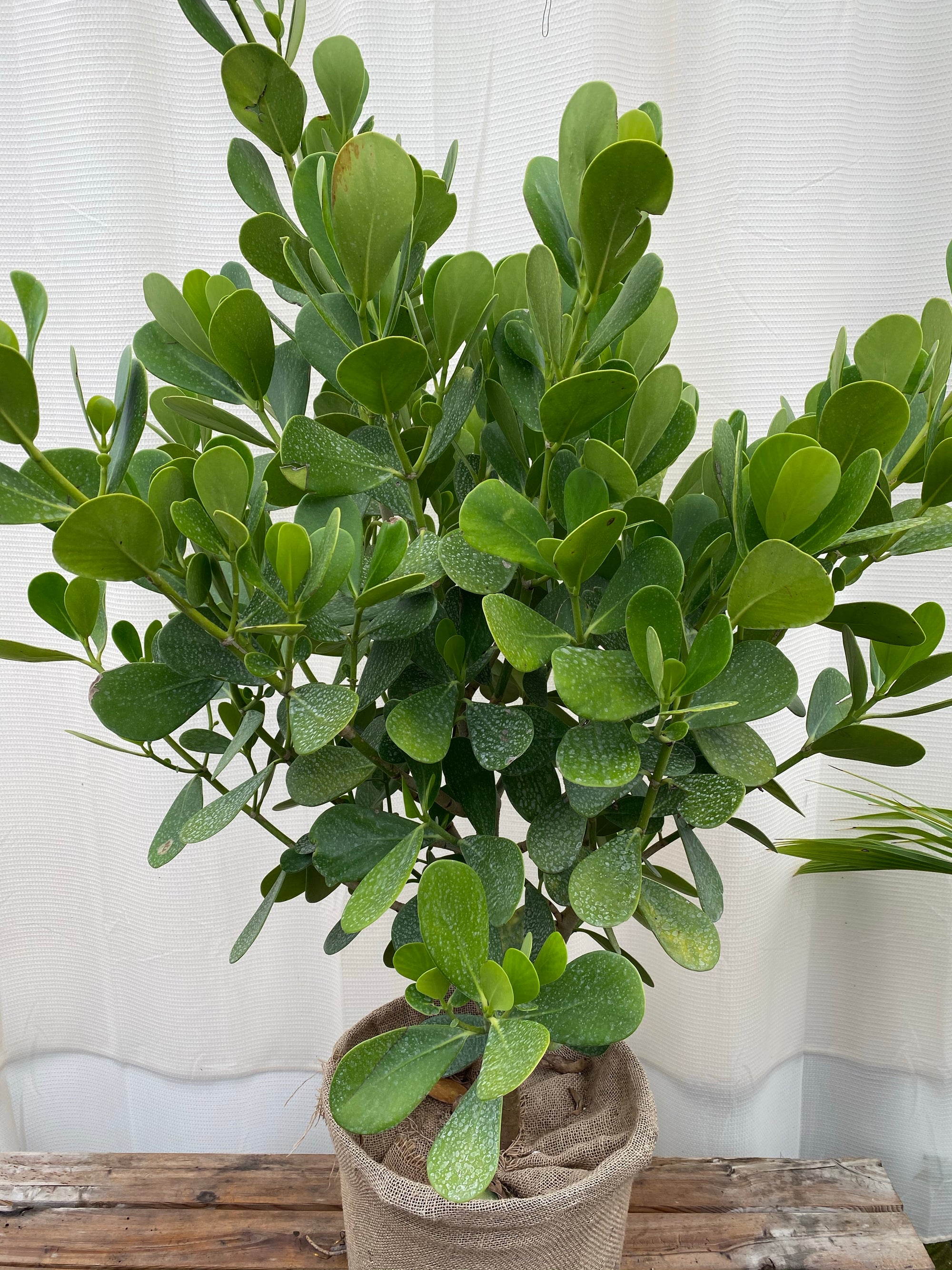 Explore Clusia Guttifera Bush | Eureka Farms