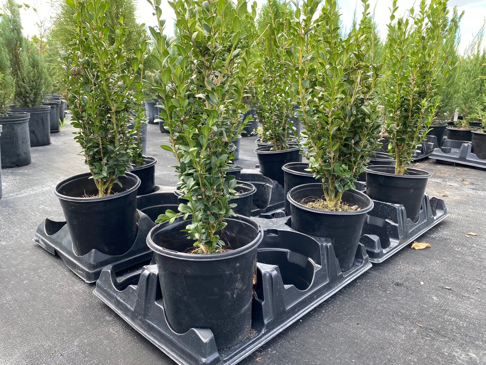 Green Mountain American Boxwood – Eureka Farms