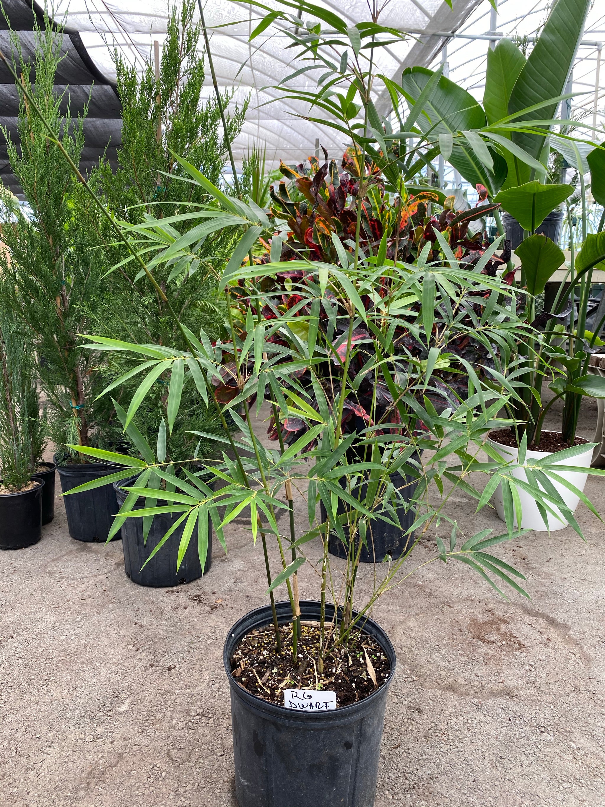 Weaver's Bamboo RG Dwarf – Eureka Farms