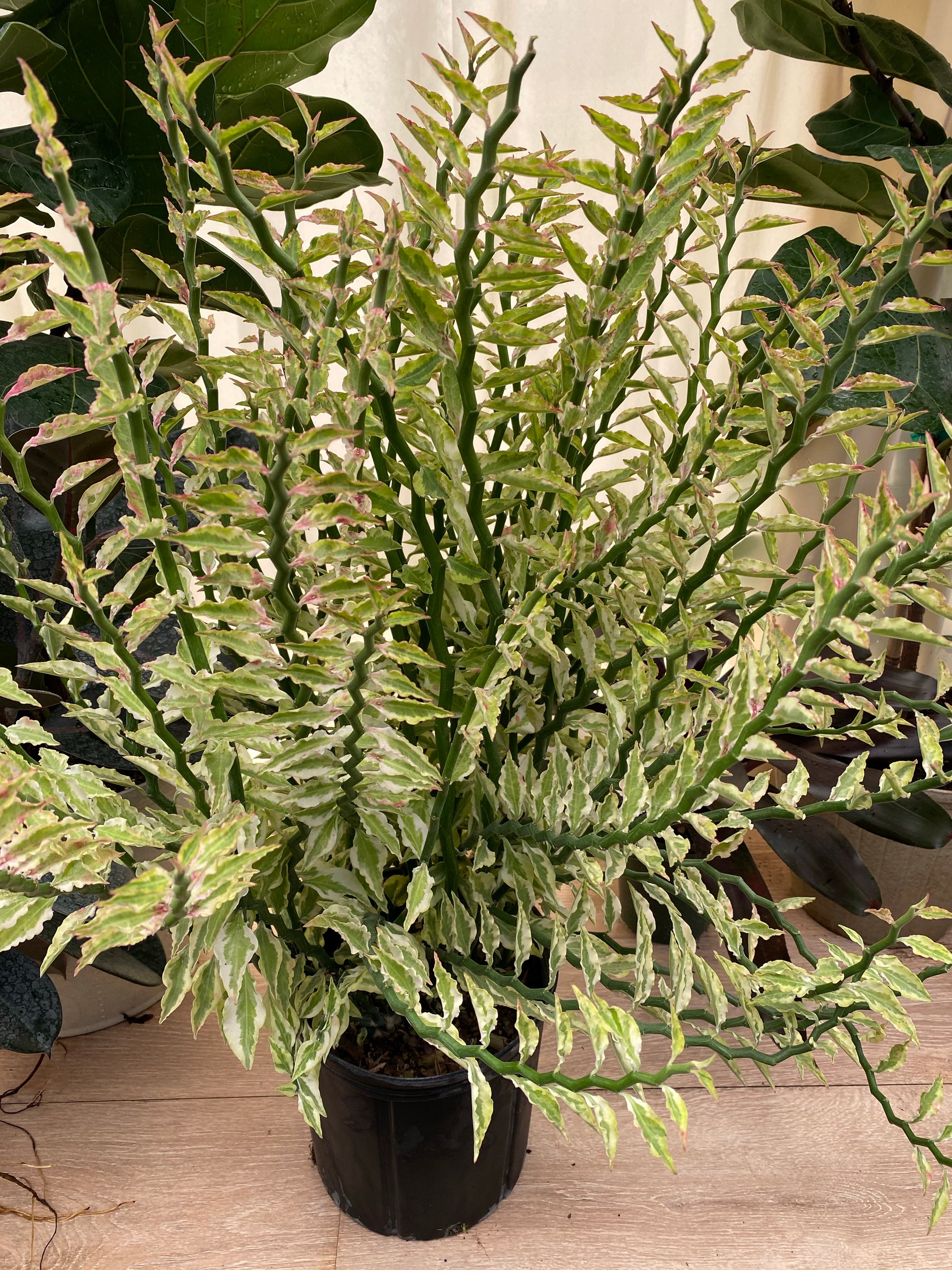 Buy Euphorbia Curly Devil's Backbone | Eureka Farms