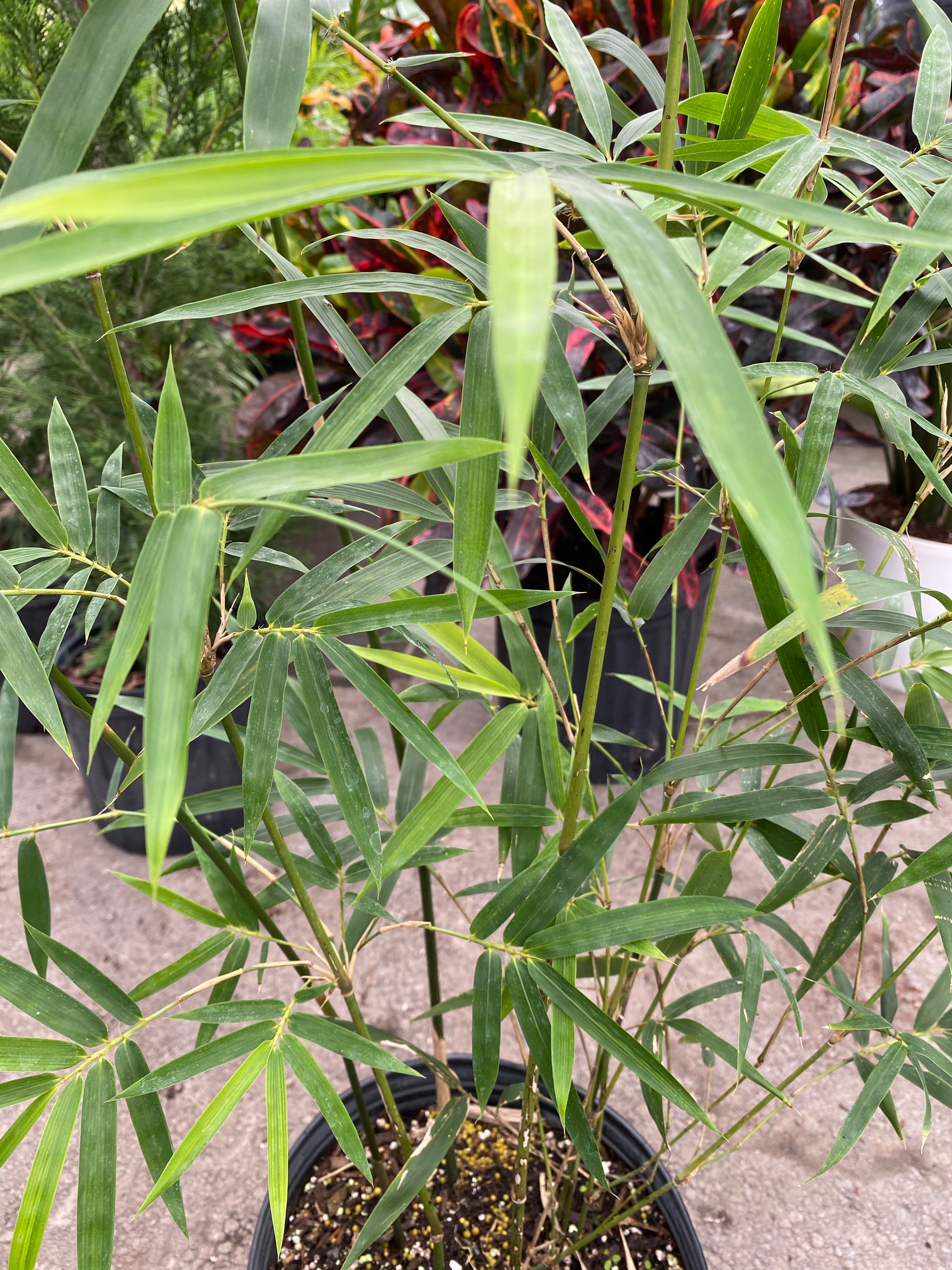 Weaver's Bamboo RG Dwarf – Eureka Farms