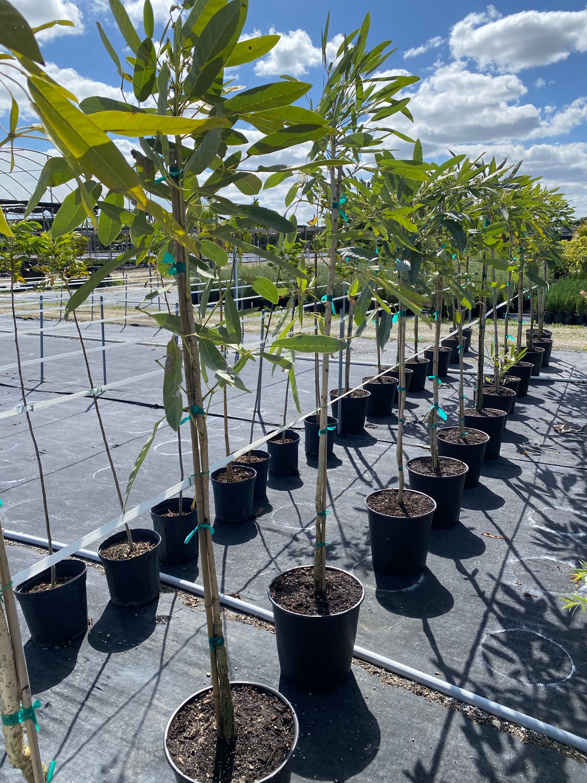 Buy Yellow Trumpet Tree, Tabebuia Tree | Eureka Farms