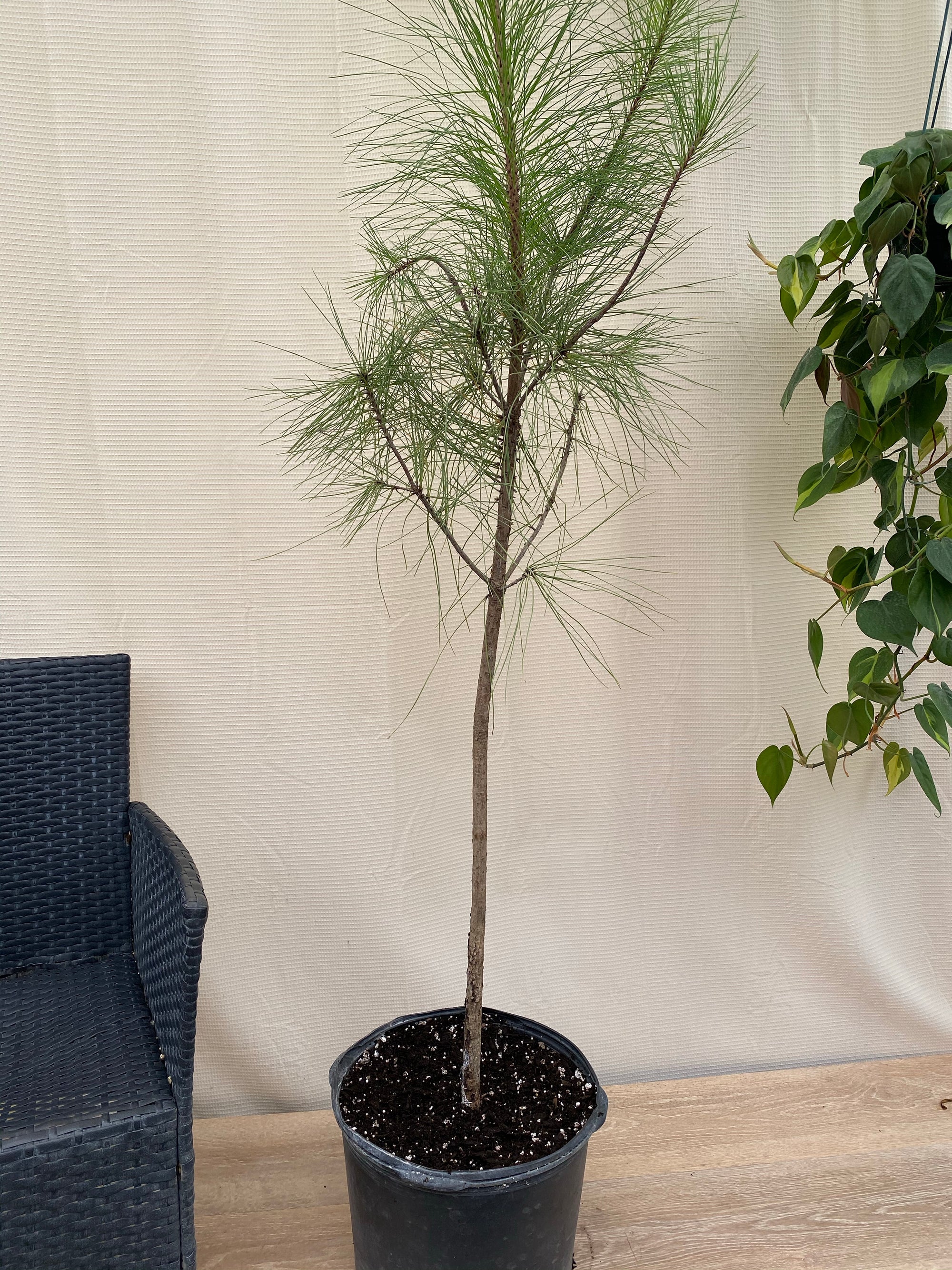 Shop Our South Florida Slash Pine | Eureka Farms