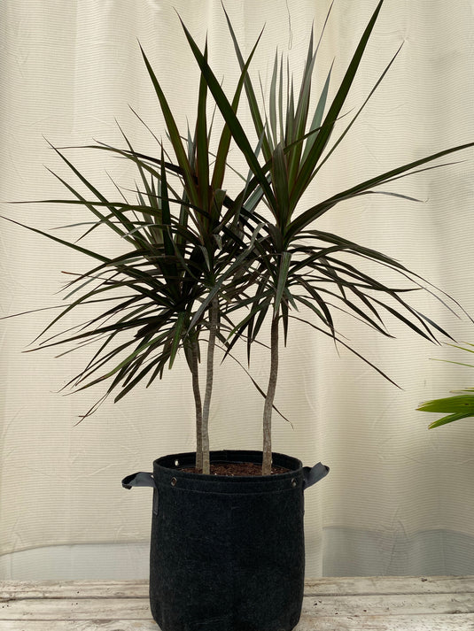Dracaena Dragon Tree, Magenta Tree Form | Eureka Farms