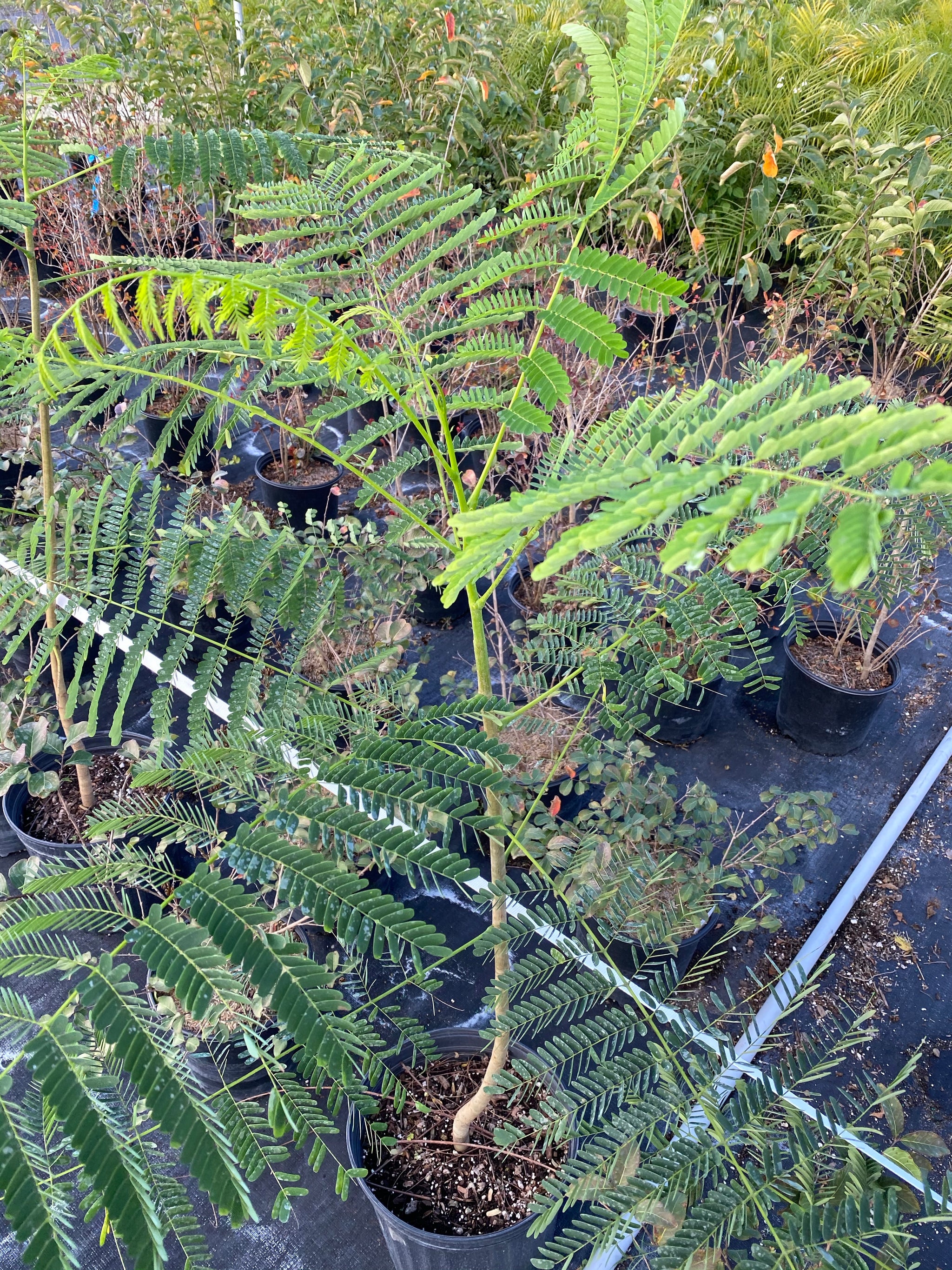 Royal Poinciana, Flamboyant Tree, Flame Tree, Delonix Regia – Eureka Farms