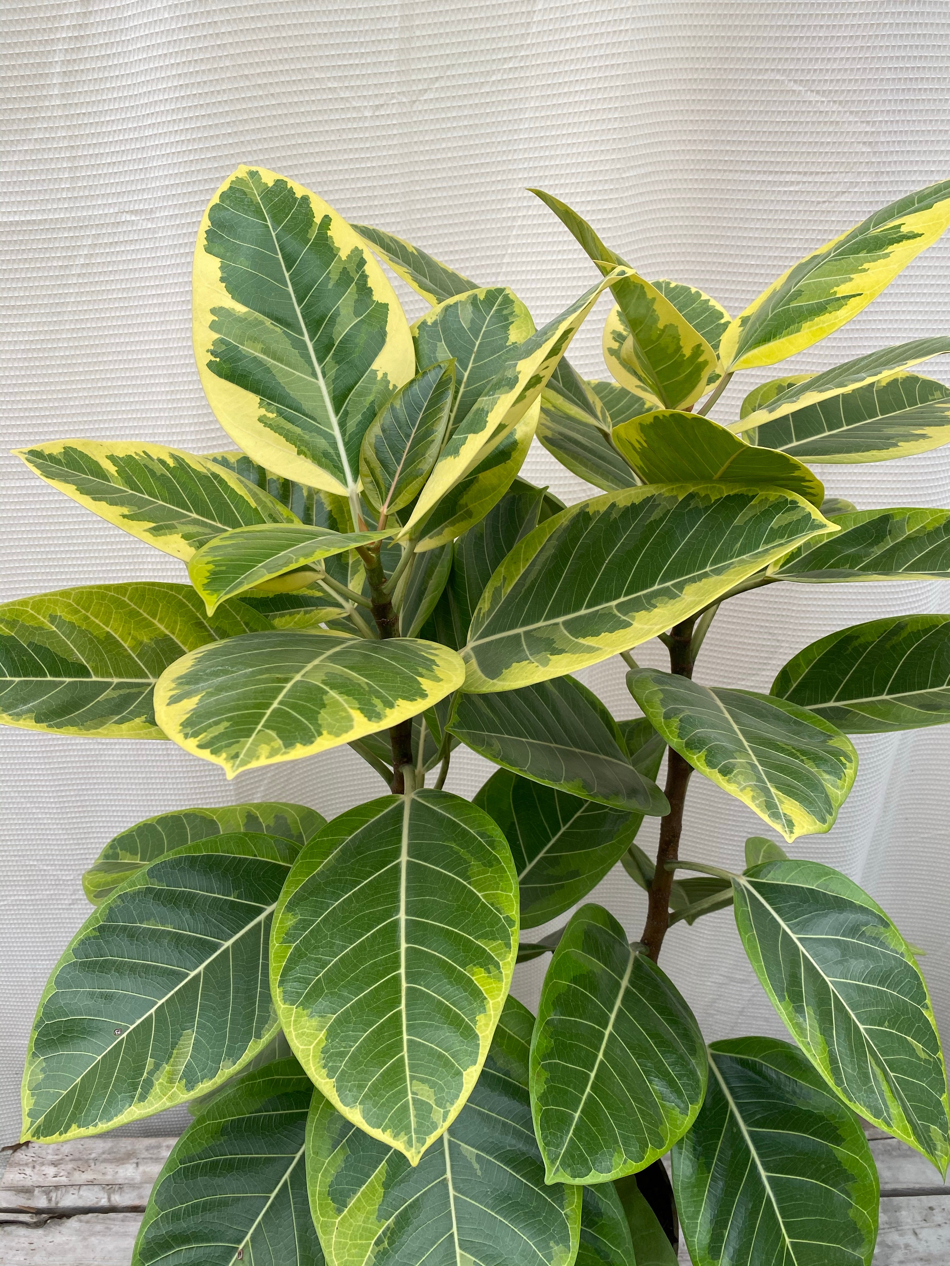 Ficus Altissima Bush, Variegated Yellow Gem Rubber Tree – Eureka Farms