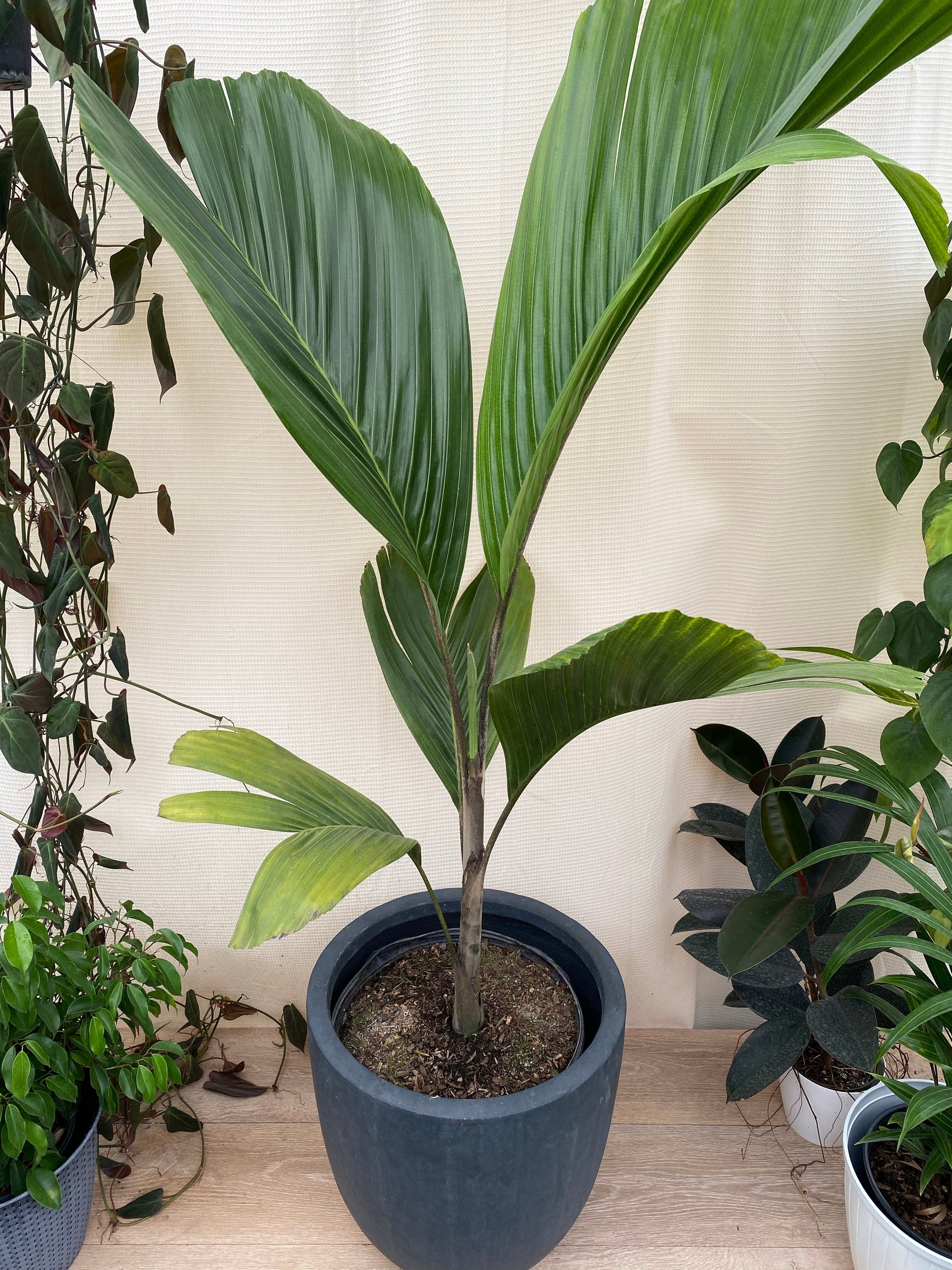 Buy Mini Fishtail Palm Chamaedorea metallica | Eureka Farms