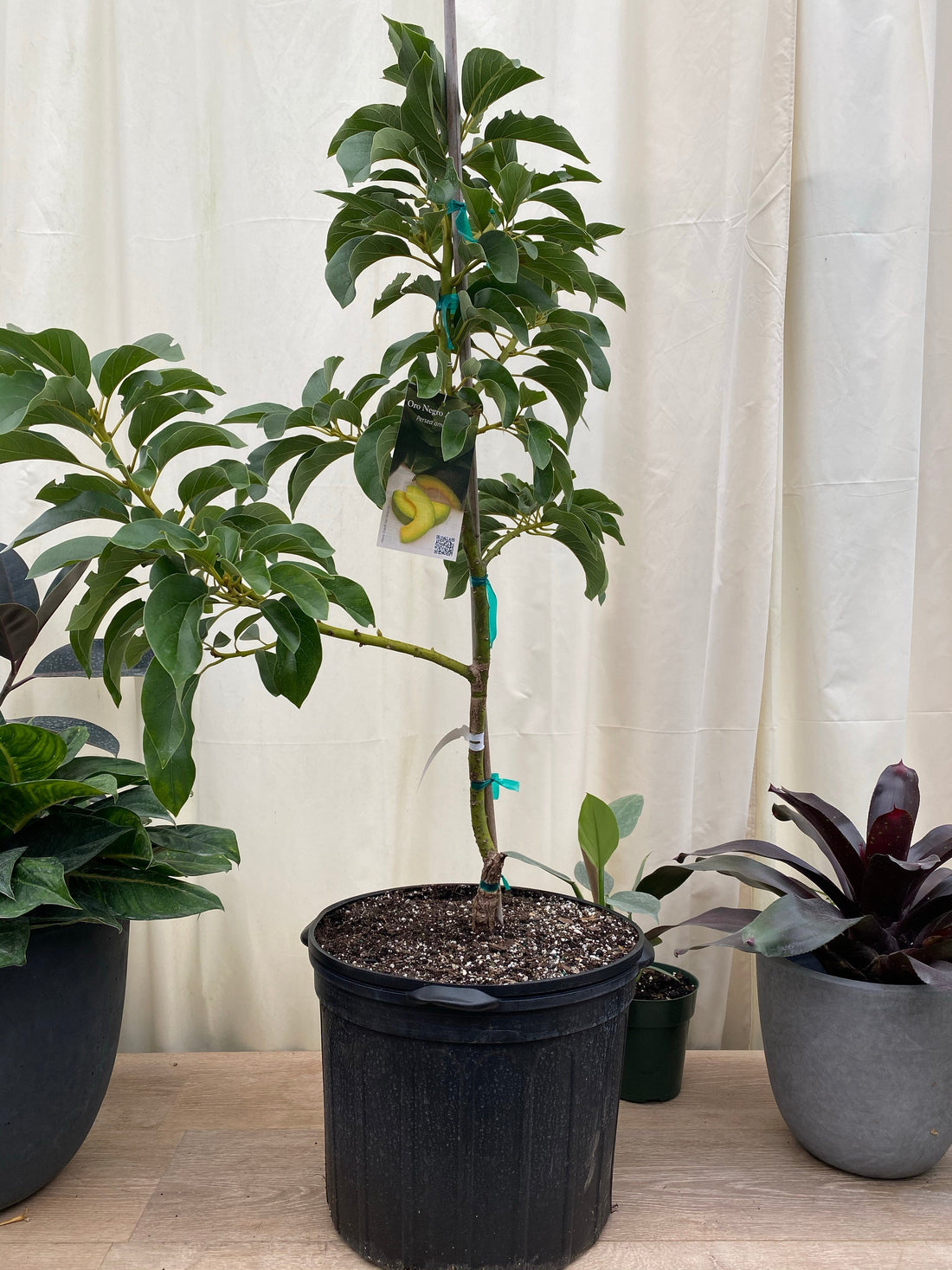 Monroe Avocado Fruit Tree, Cold Hardy Persea Americana – Eureka Farms