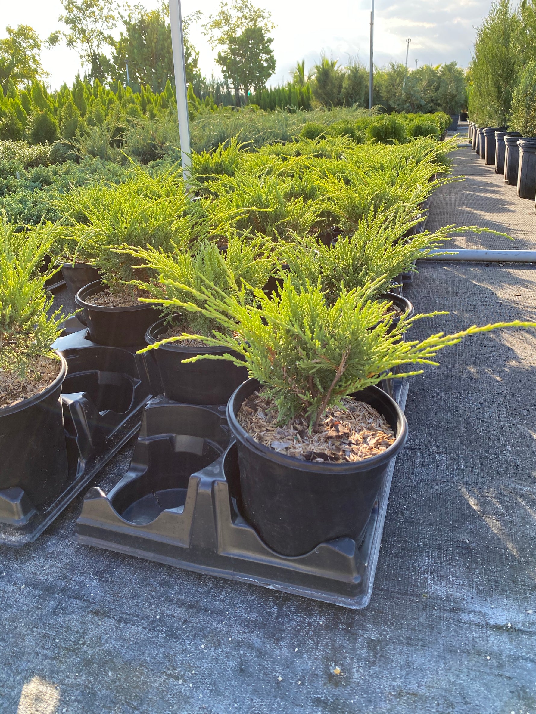 Collection of Old Gold Juniper Shrub | Eureka Farms