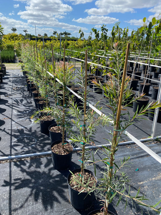 Bottlebrush Tree, Callistemon 'Red Cluster' – Eureka Farms