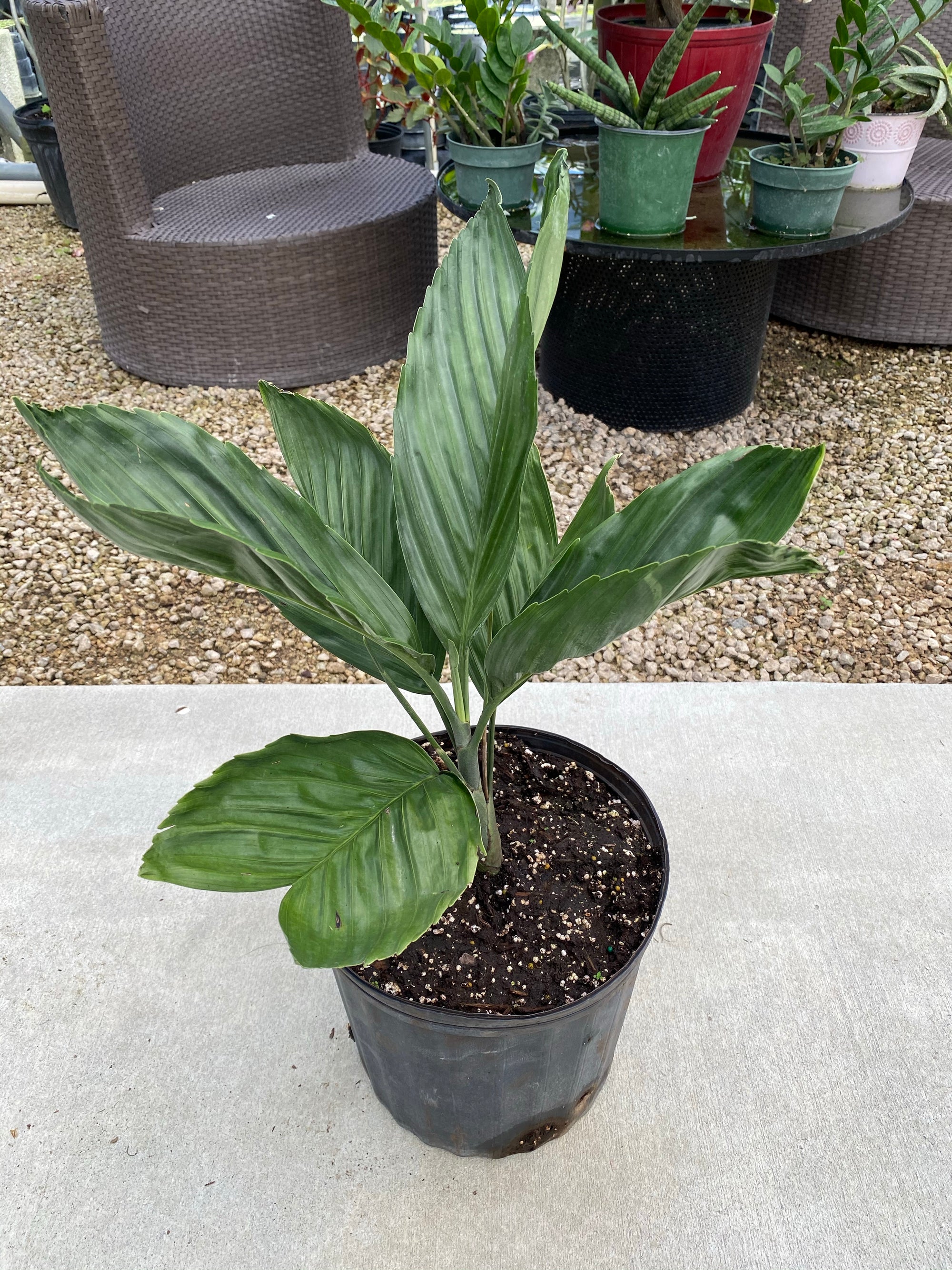 Buy Mini Fishtail Palm Chamaedorea metallica | Eureka Farms