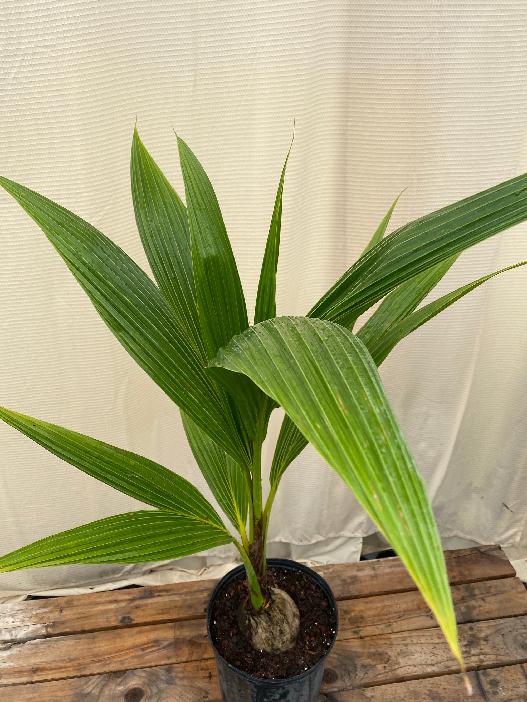 Explore Our Coconut Palm Tree | Eureka Farms