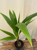 Explore Our Coconut Palm Tree | Eureka Farms