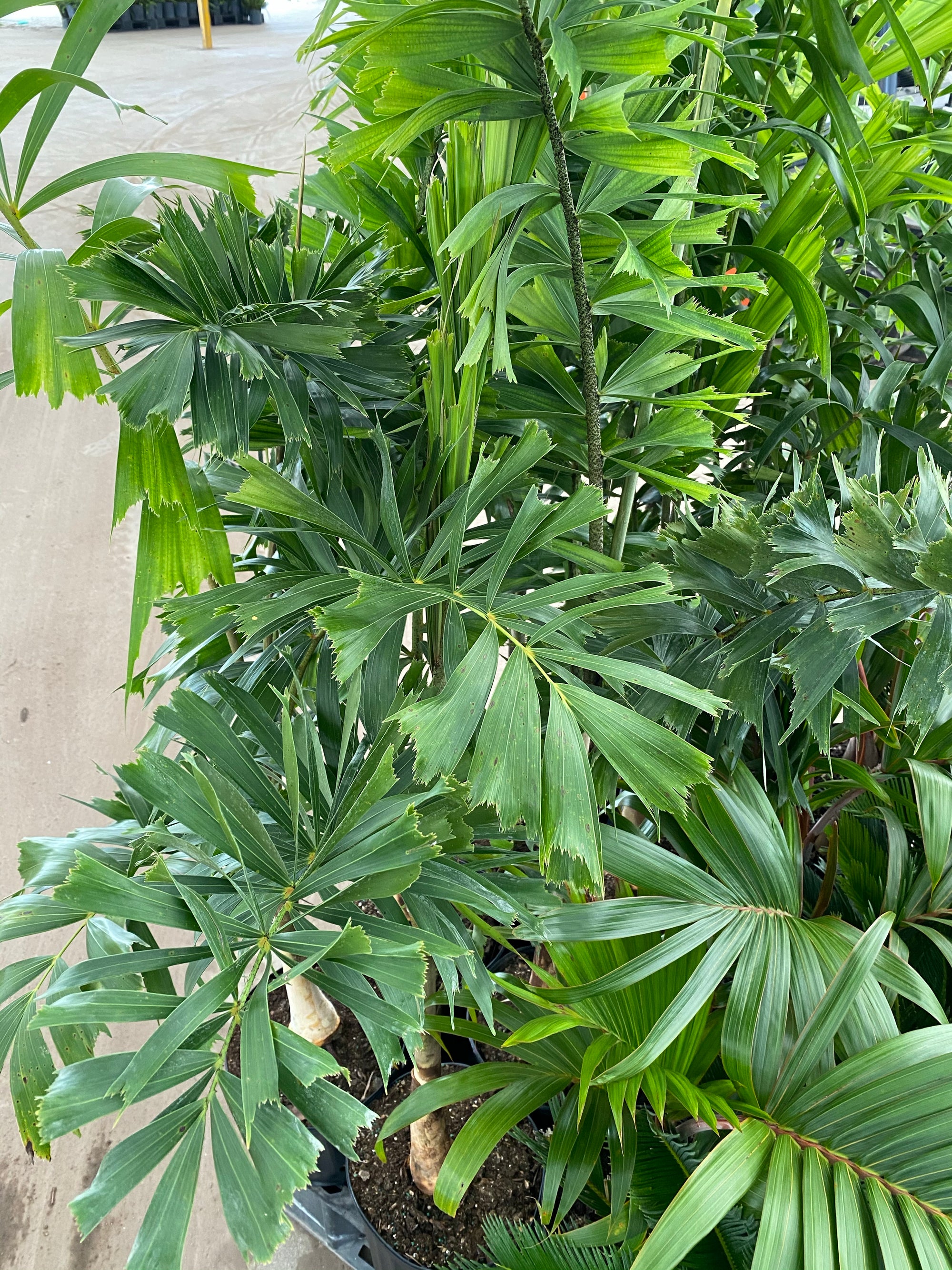 Explore Our Foxtail Palm Single | Eureka Farms