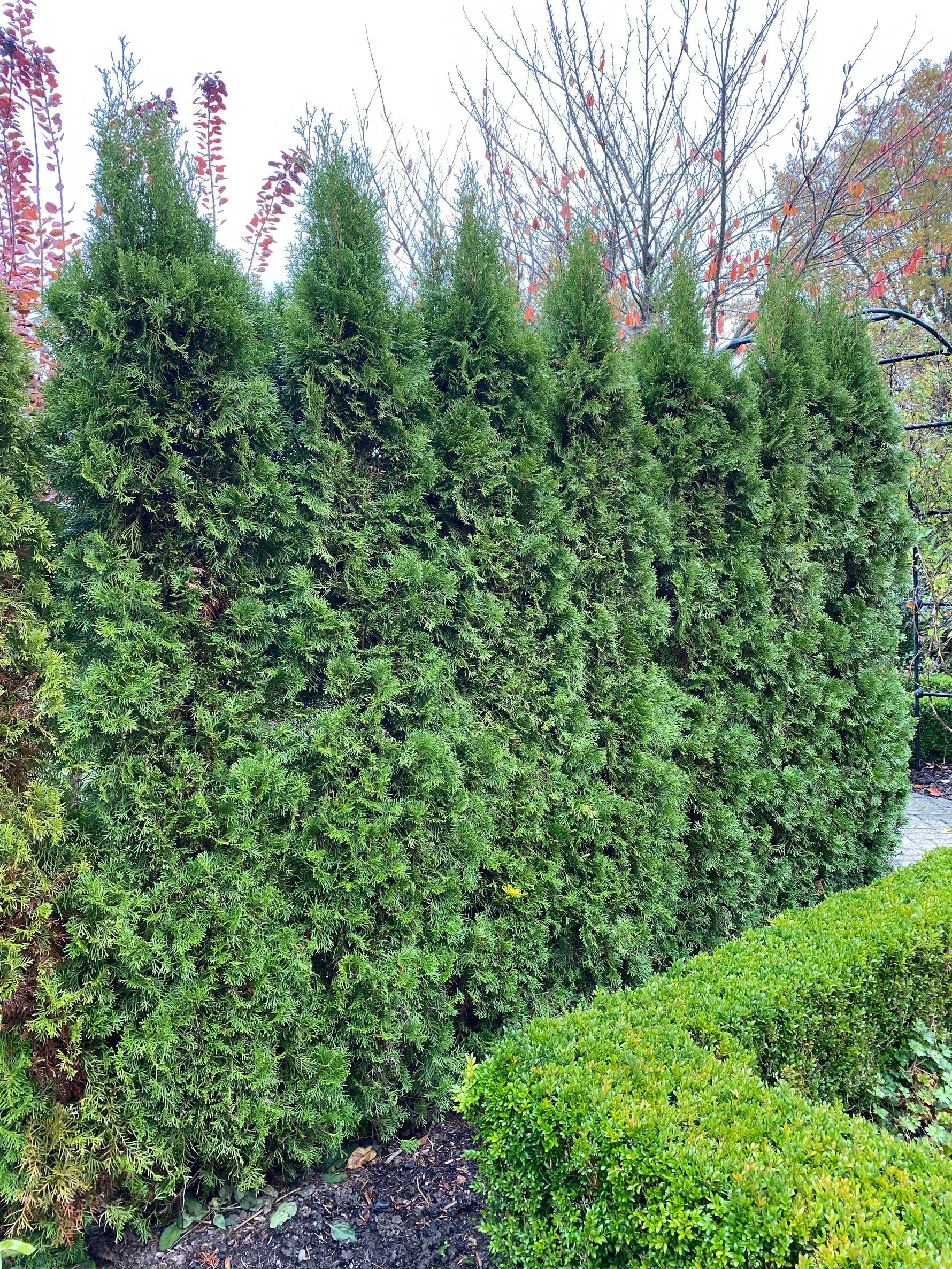 Buy Thuja Green Giant Arborvitae | Eureka Farms