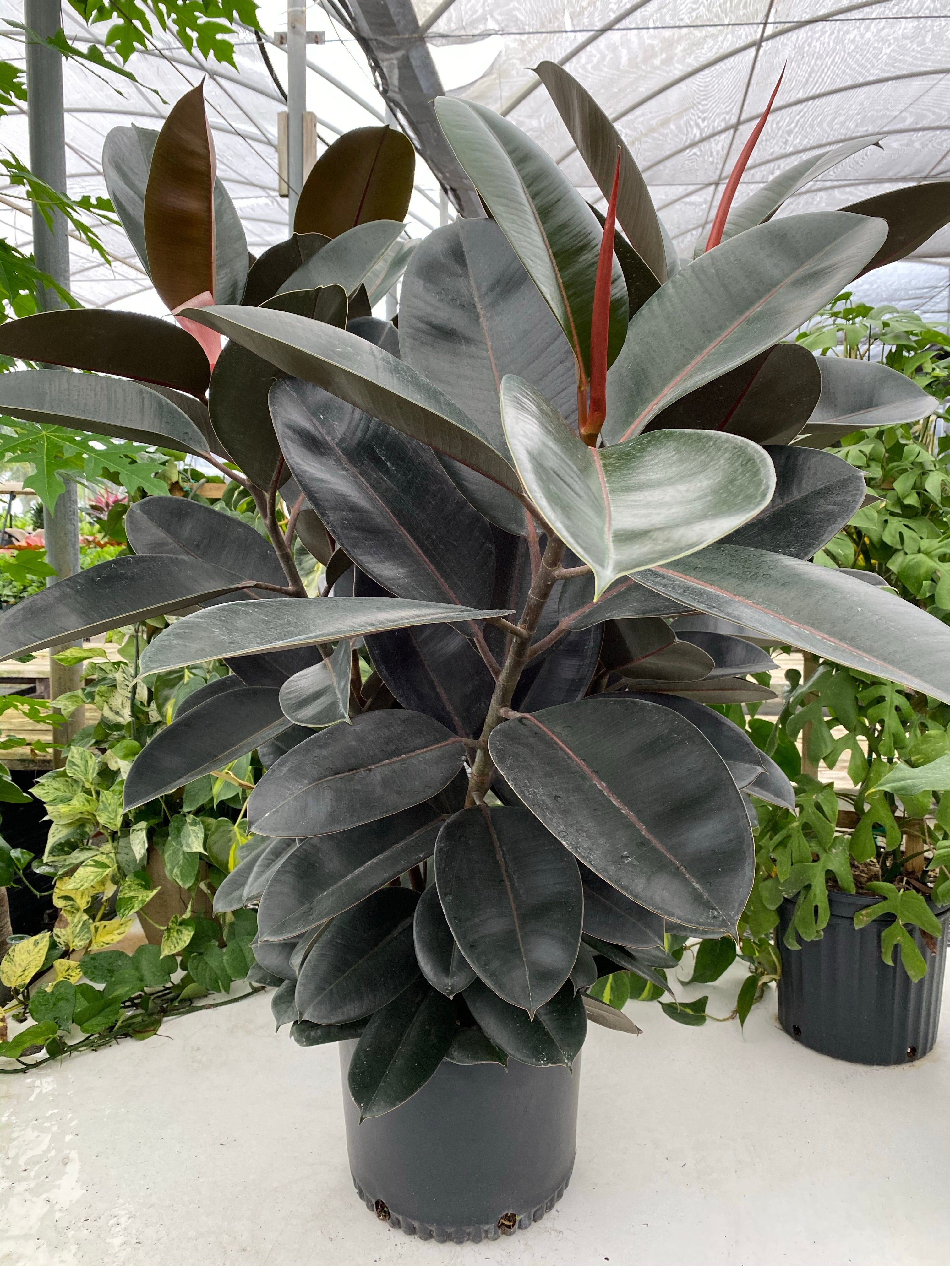 Ficus Burgundy Bush, Rubber Tree#N#– Eureka Farms