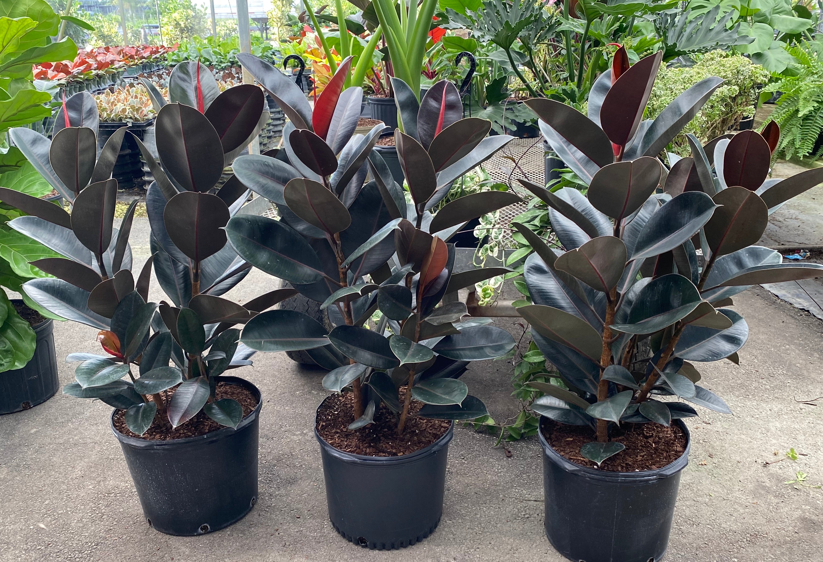 Ficus Burgundy Bush, Rubber Tree – Eureka Farms