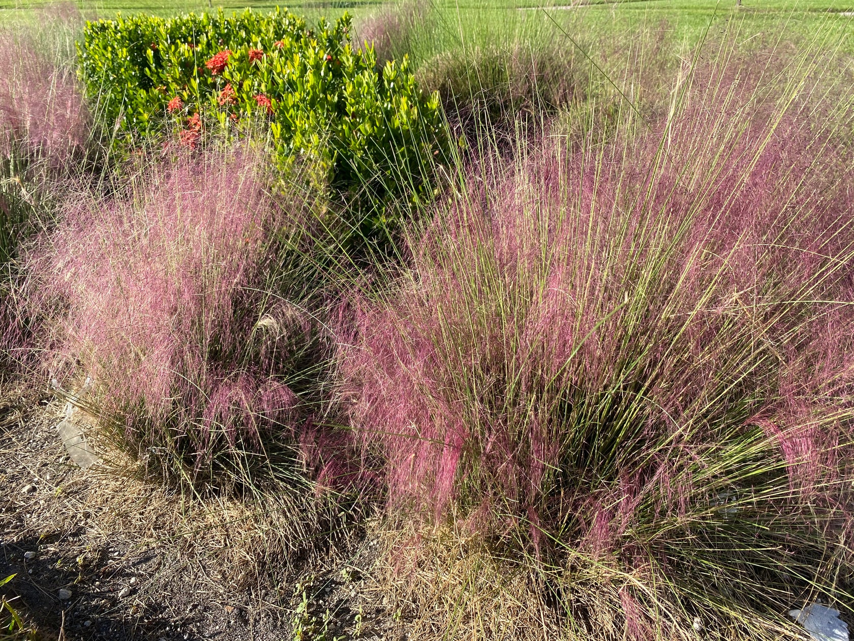 Pink Muhly Grass Pink Cloud – Eureka Farms