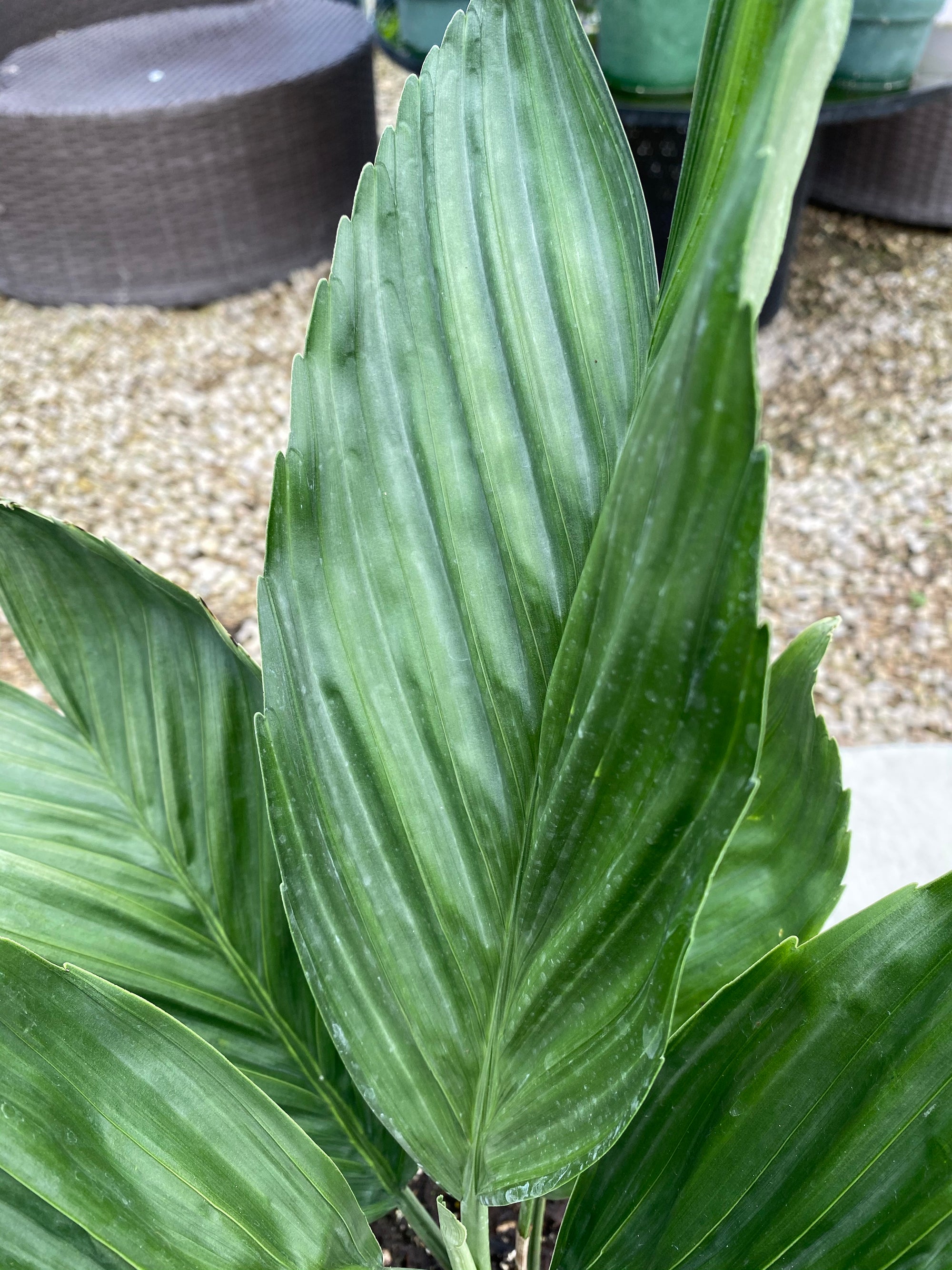 Buy Mini Fishtail Palm Chamaedorea metallica | Eureka Farms