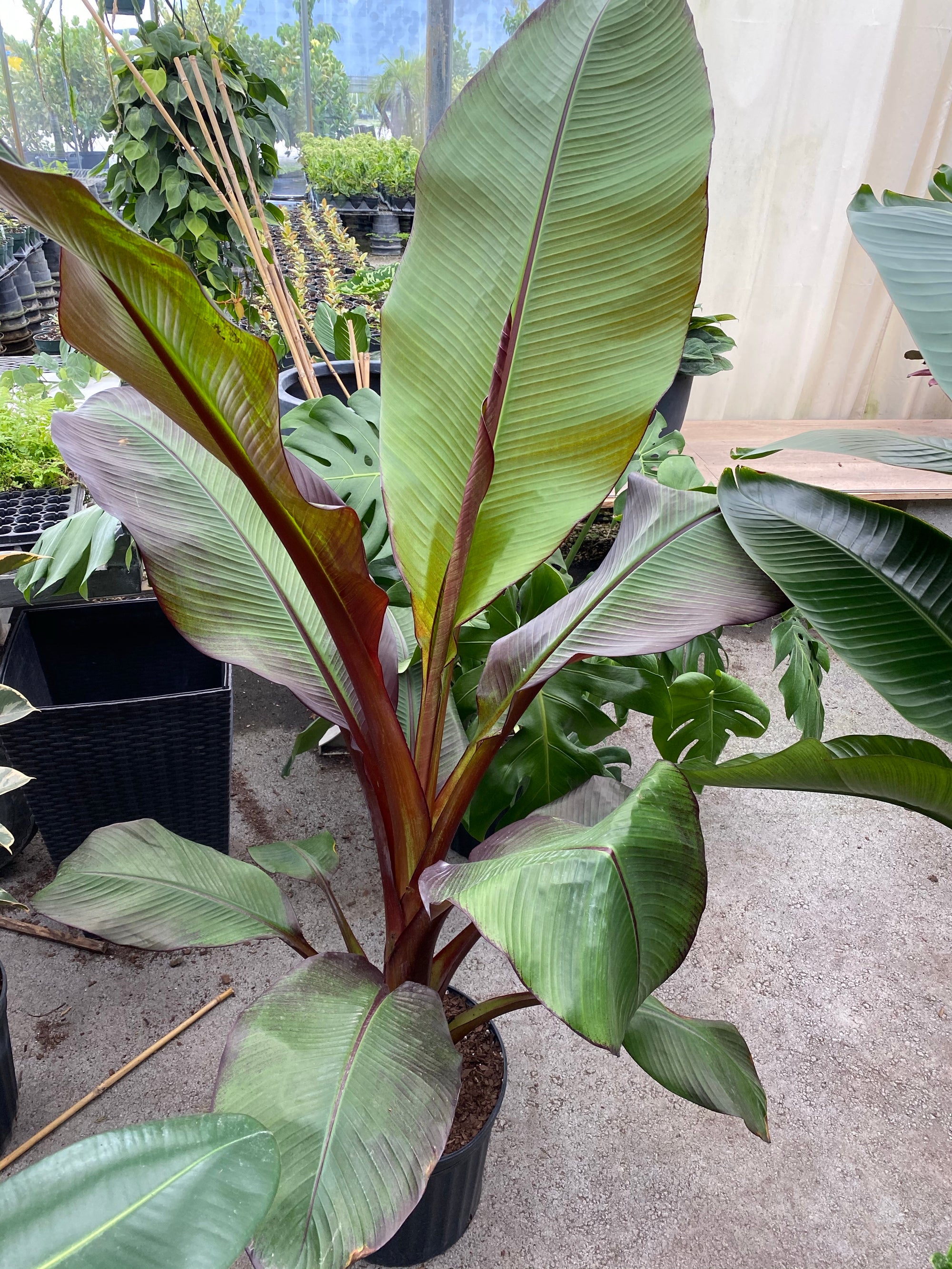 Musa Ensete Maurelii Red Abyssinian | Eureka Farms