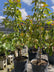 Simmonds Avocado Fruit Tree | Eureka Farms
