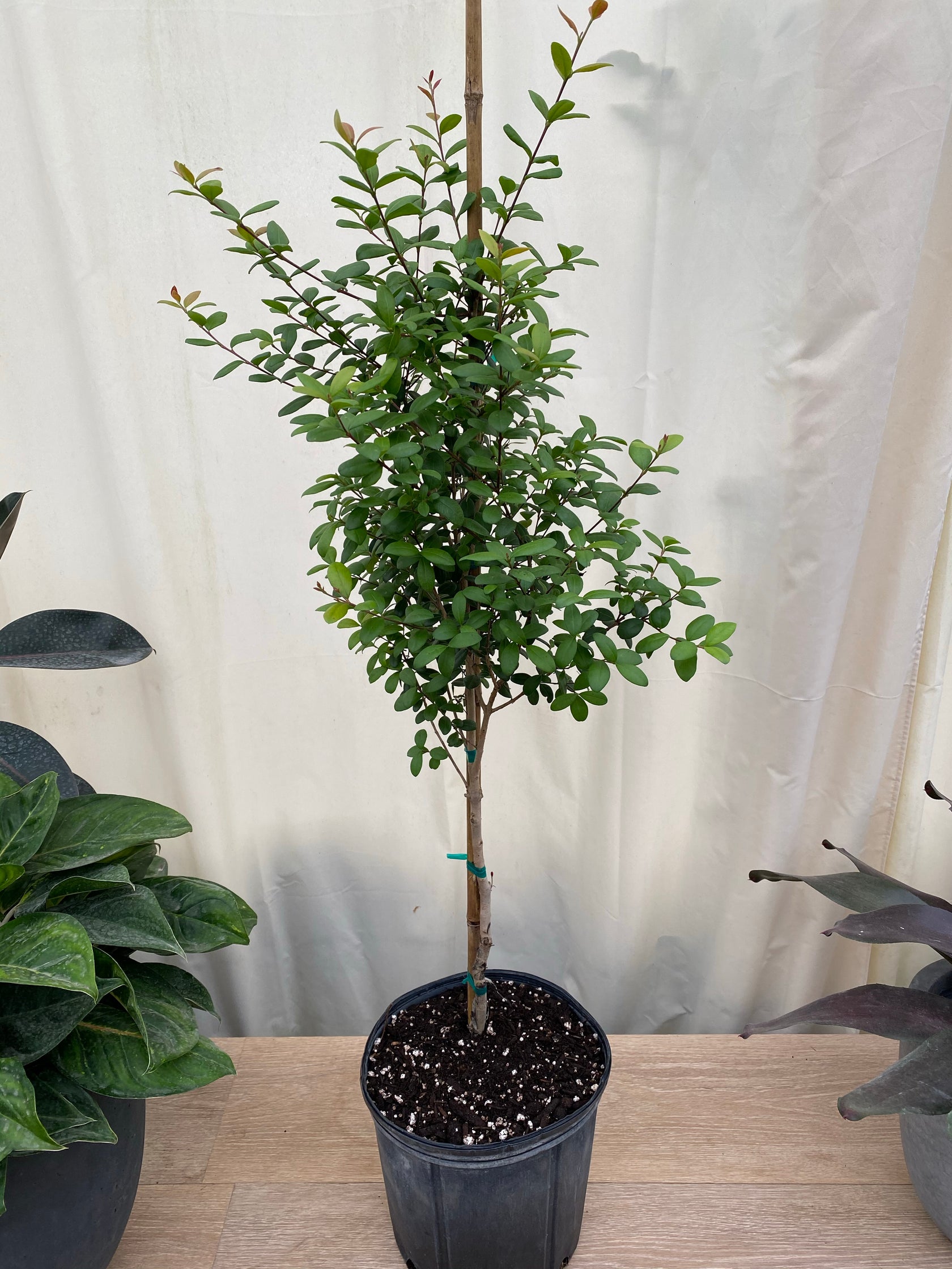 Simpson's Stopper Tree, Myrcianthes Fragrans – Eureka Farms