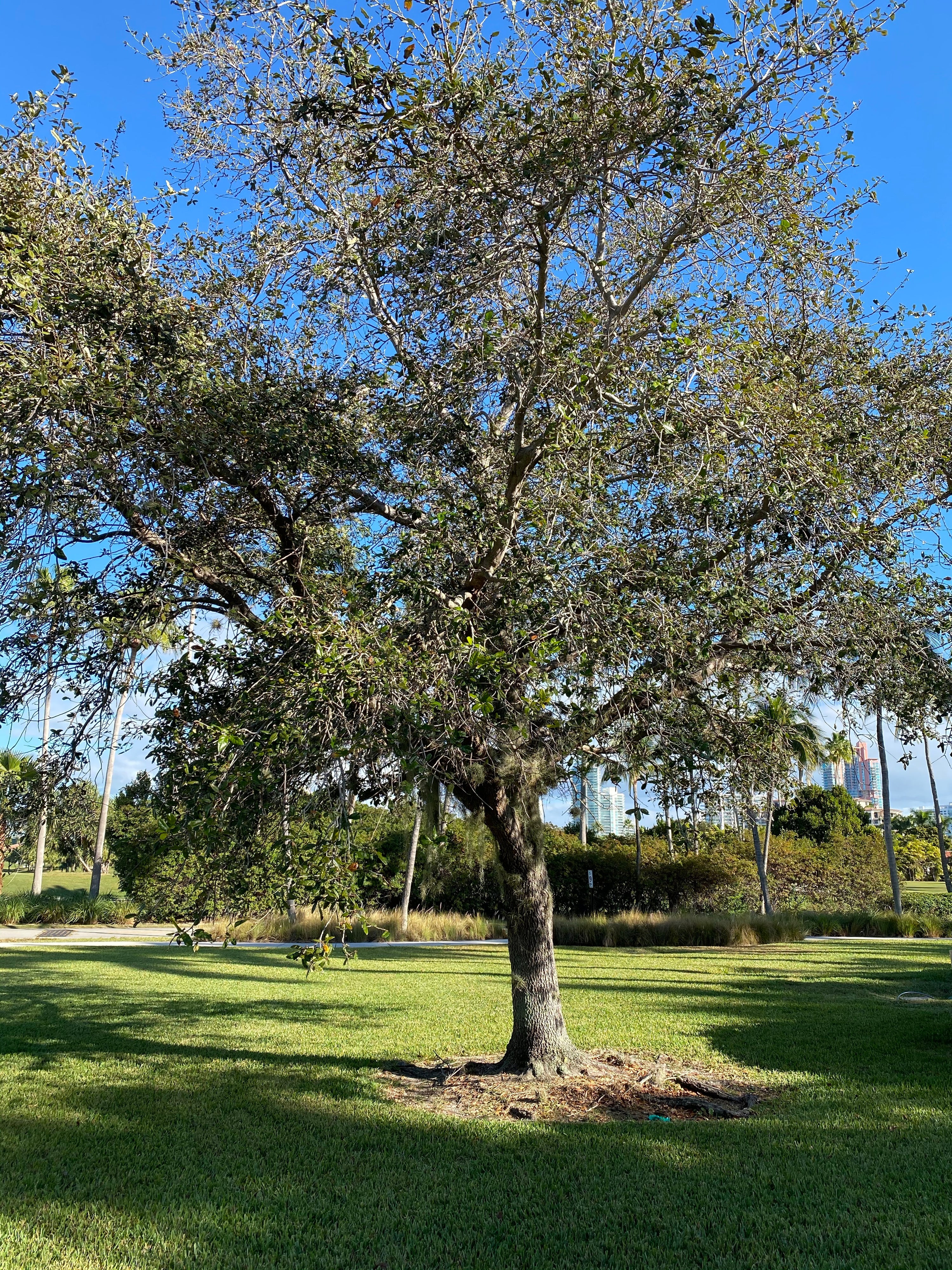 Southern Live Oak Tree, Quercus Virginiana | Eureka Farms