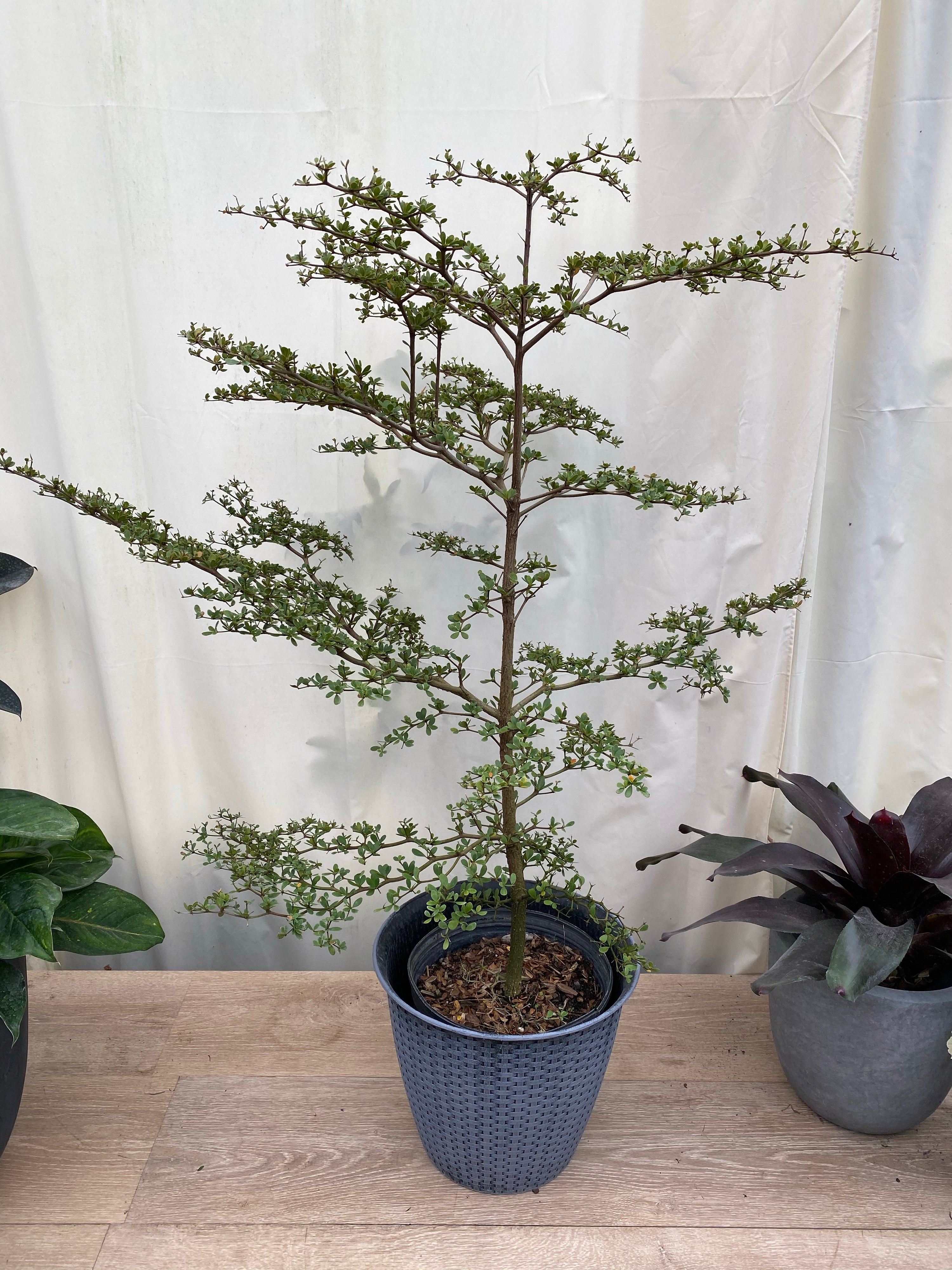 Buy Bucida Spinosa, Spiny Black Olive Online | Eureka Farms