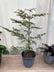 Buy Bucida Spinosa, Spiny Black Olive Online | Eureka Farms
