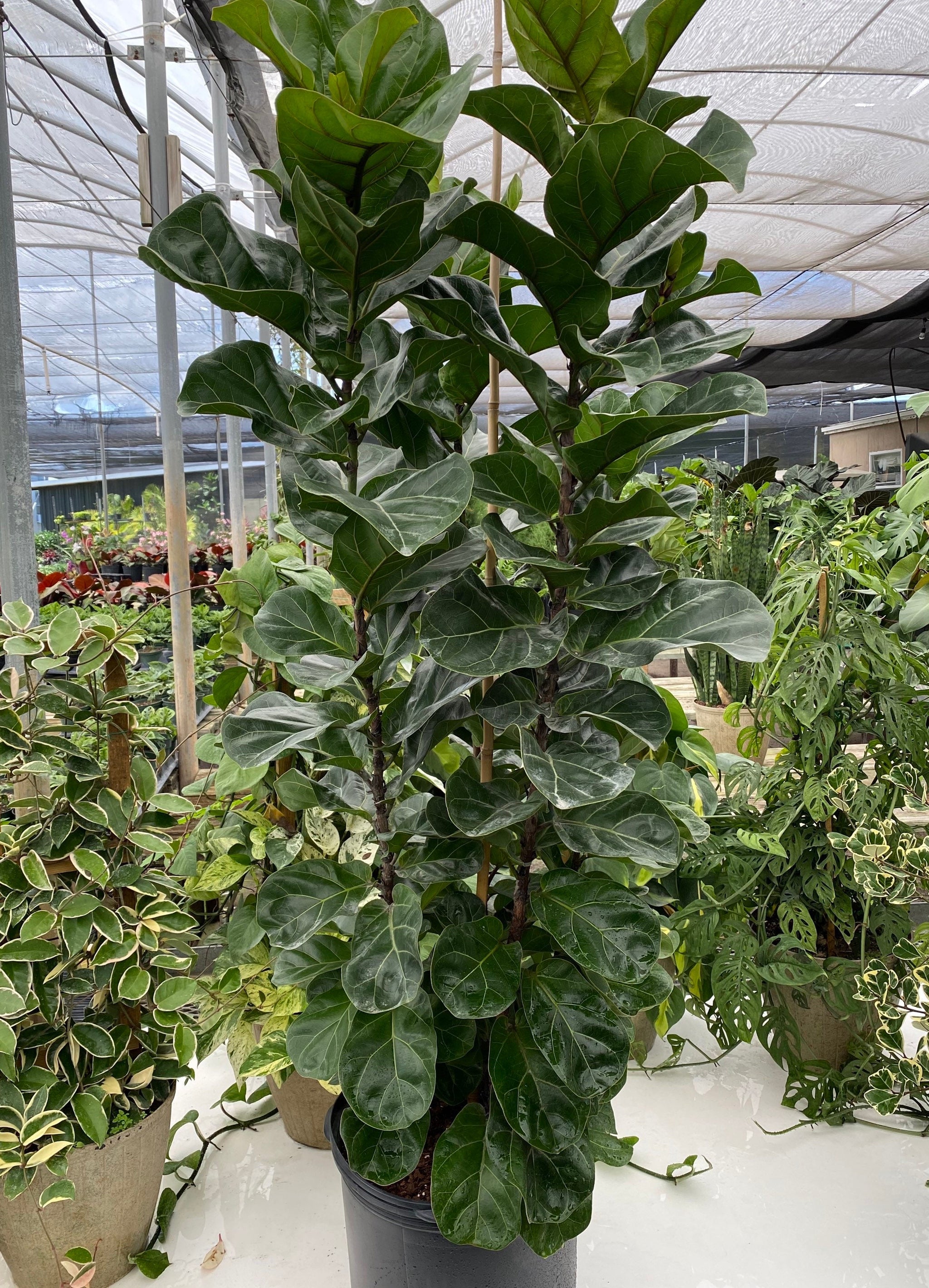 Ficus Bambino Bush, Fiddle Leaf Fig Tree – Eureka Farms