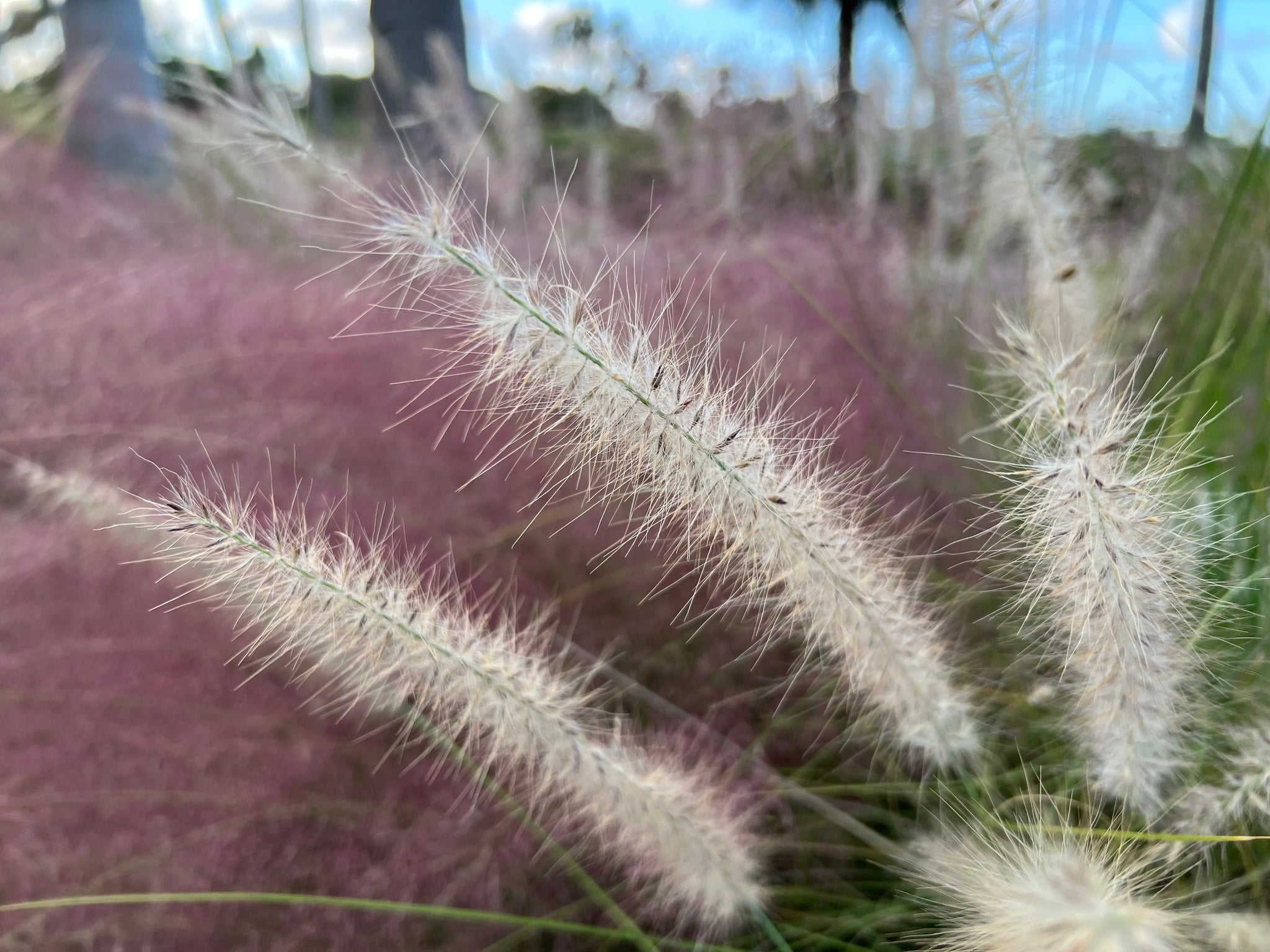 Pink Muhly Grass Pink Cloud – Eureka Farms