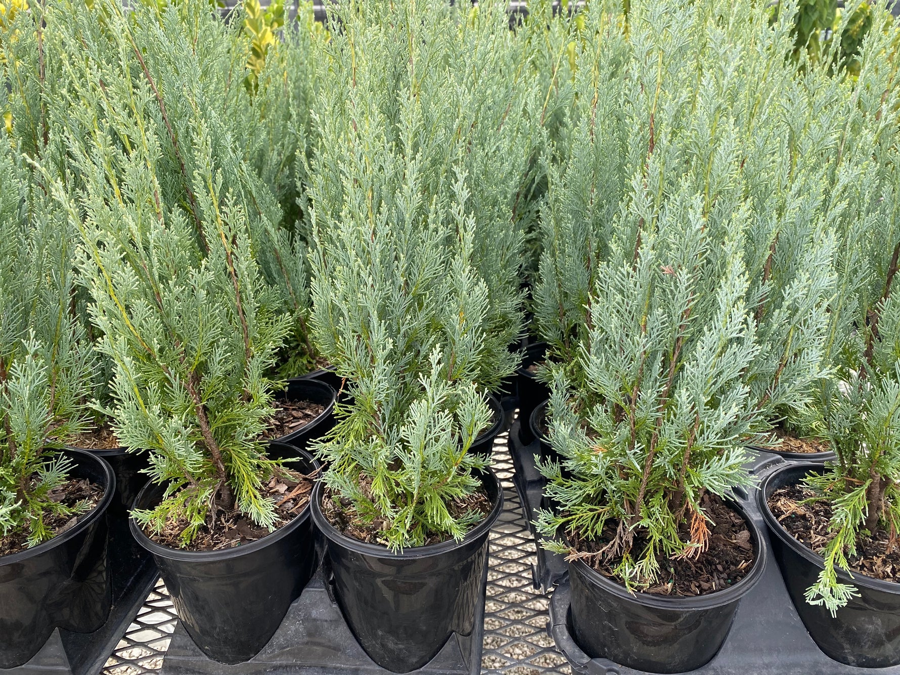 Wichita Blue, Rocky Mountain Juniper | Eureka Farms