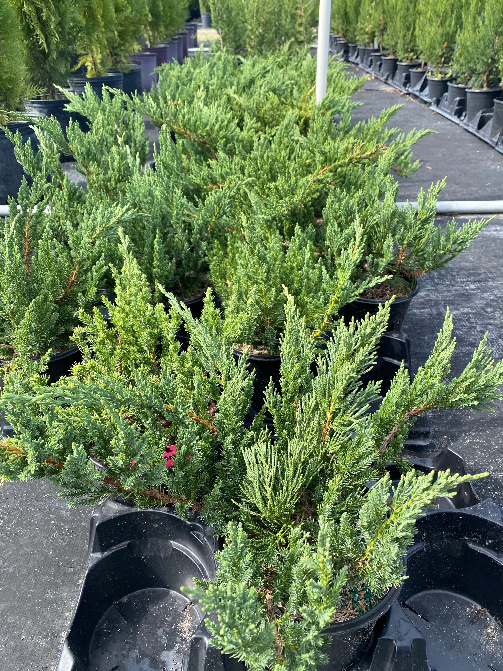 Shop Our Parsonii Juniper Shrub | Eureka Farms