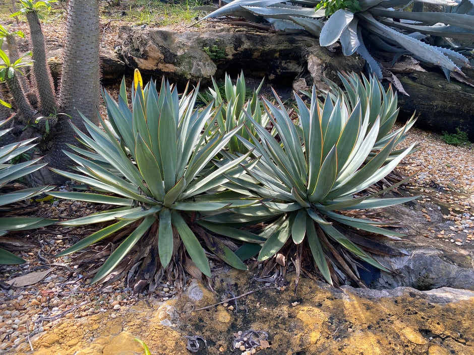 Agave Blue Flame, Blue Glow Foxtail – Eureka Farms