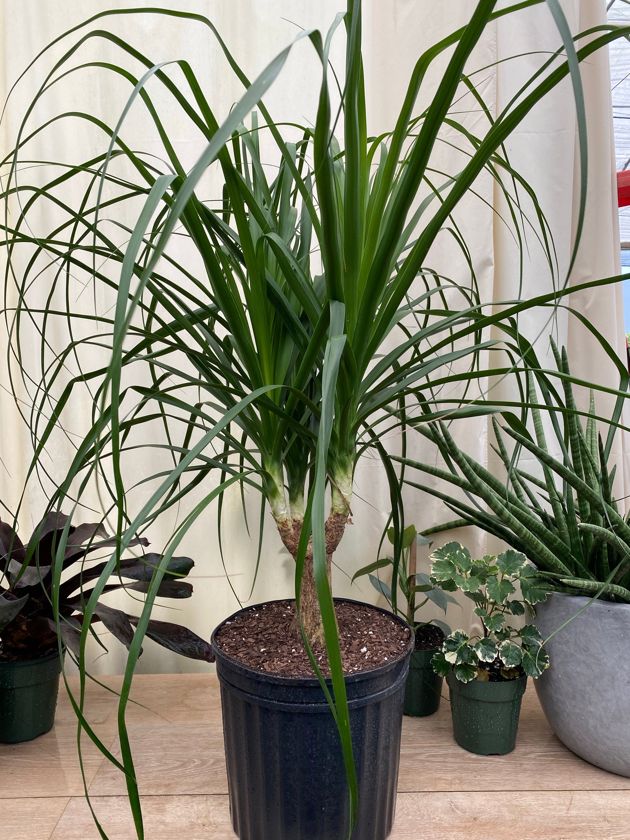 Ponytail Palm Bonsai, Elephant's Foot Palm – Eureka Farms