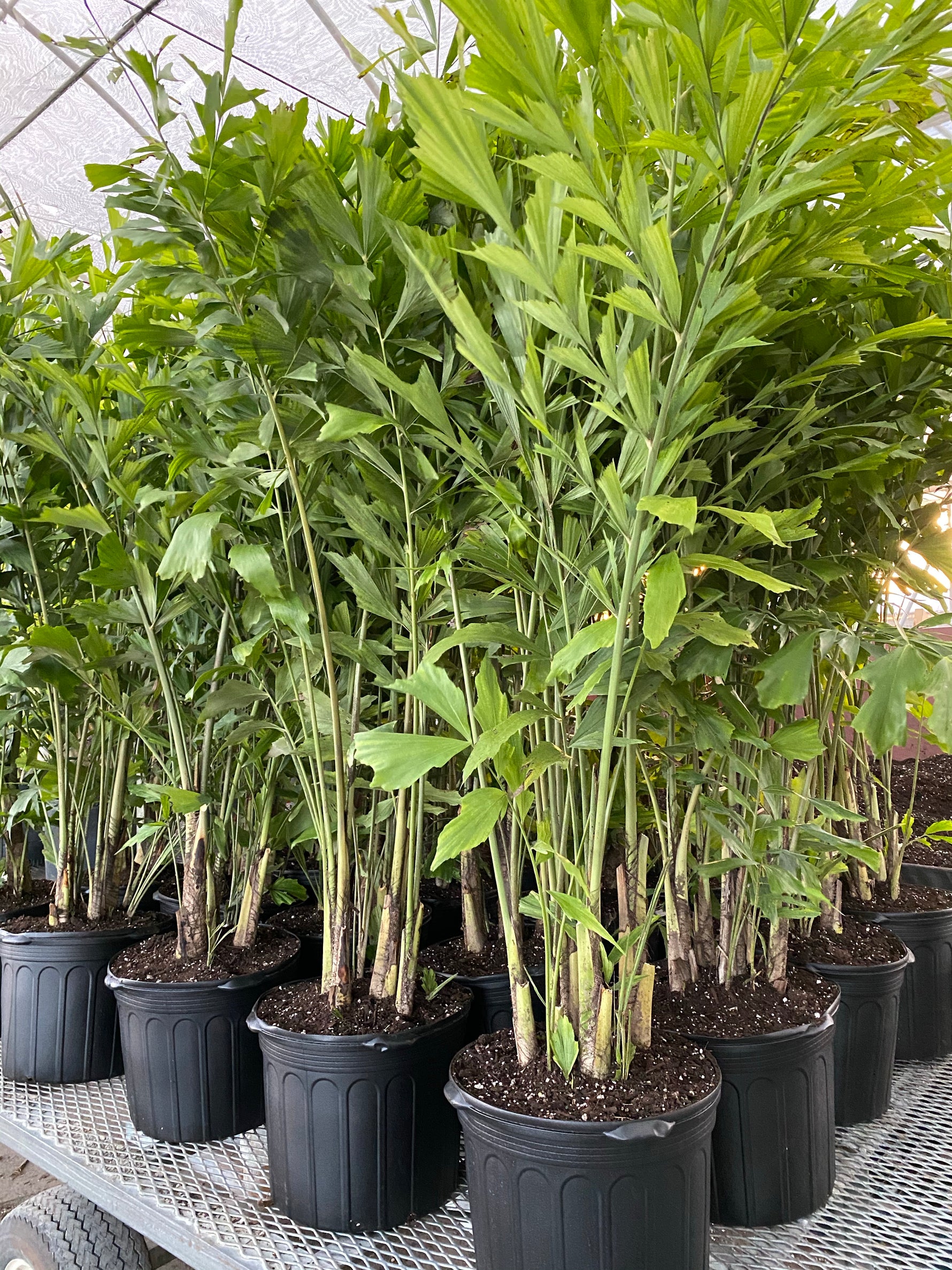 Fish Tail Palm, Caryota Mitis, Privacy Tree | Eureka Farms