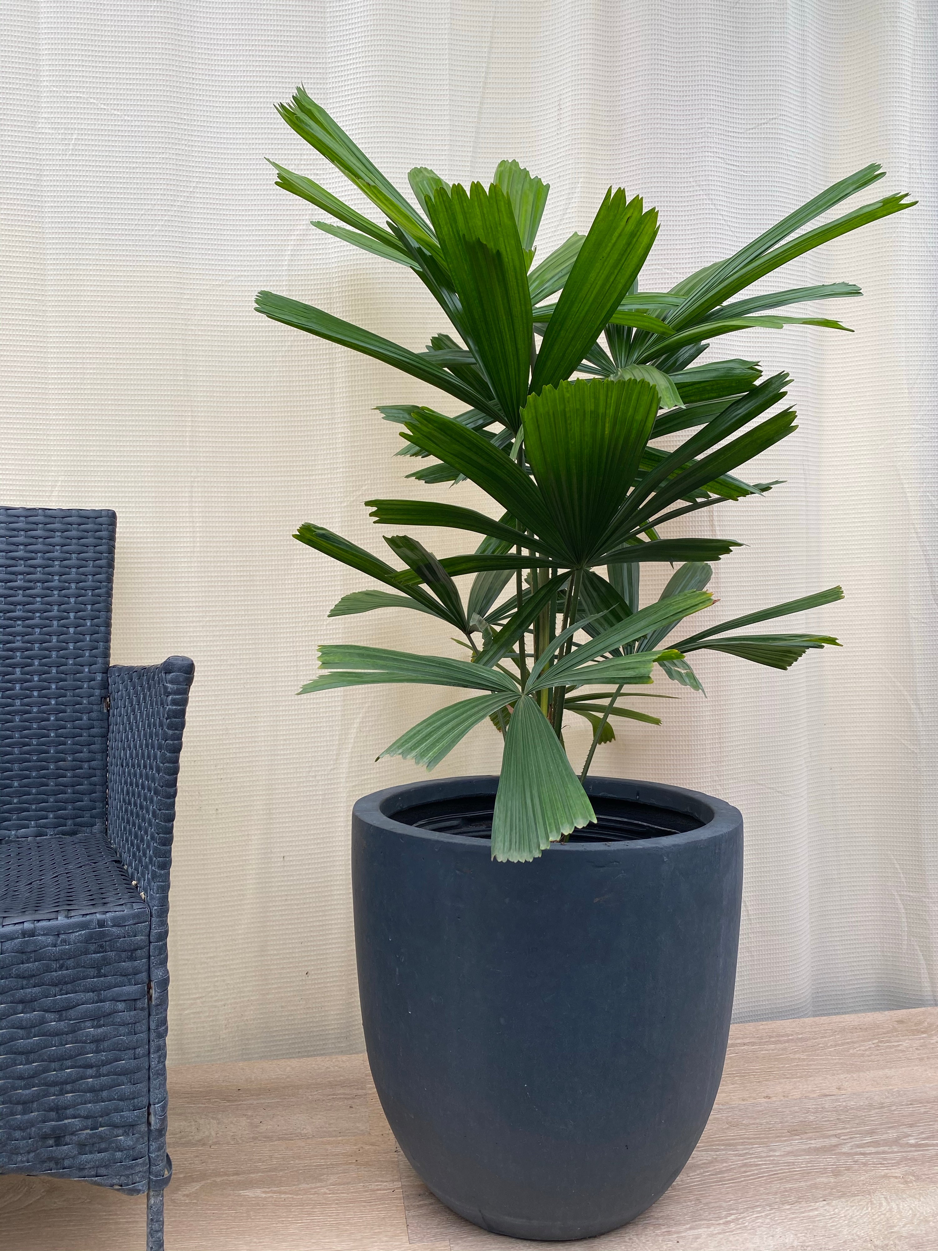 Buy The Licuala Ramsayi Palm Tree | Eureka Farms