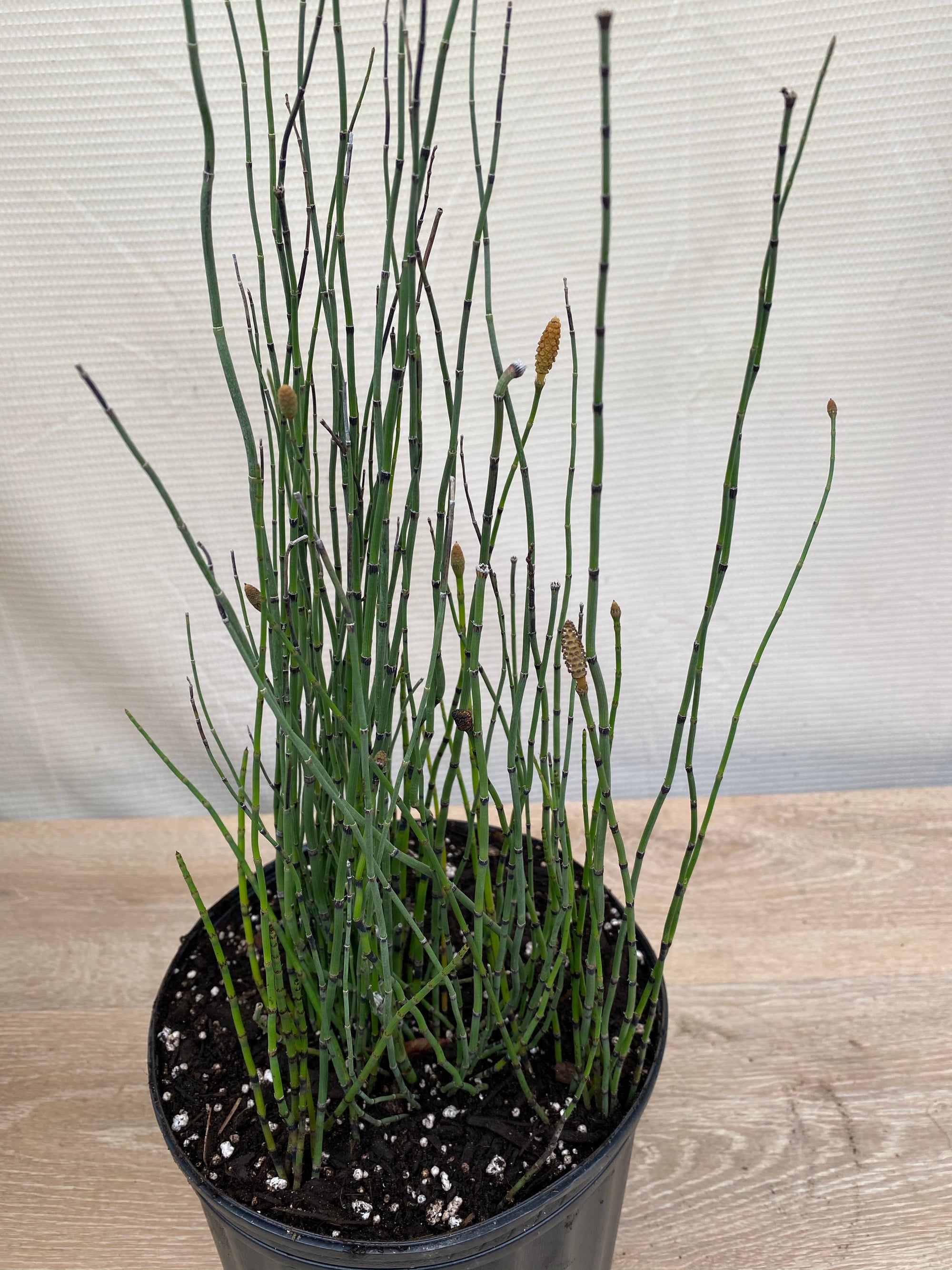 Explore Our Horsetail Reed Grass | Eureka Farms