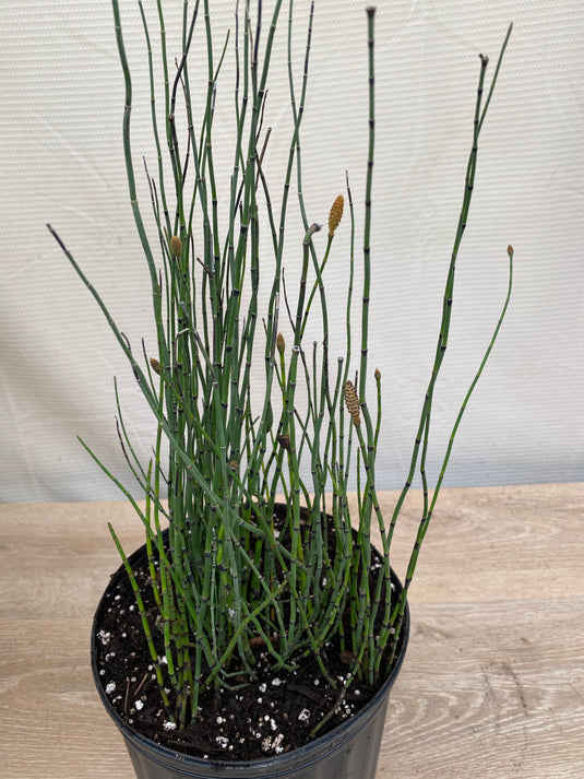Explore Our Horsetail Reed Grass | Eureka Farms