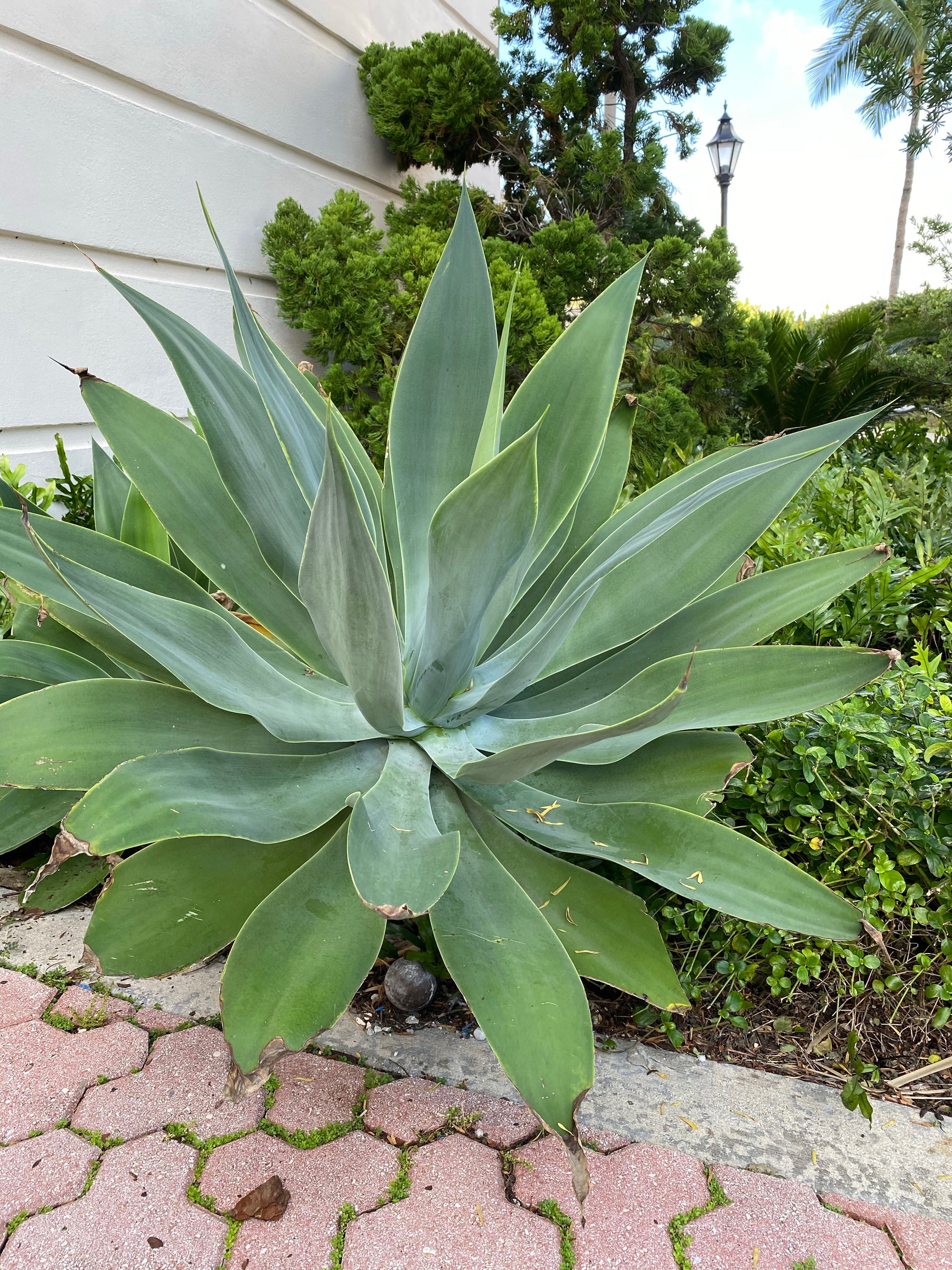 Explore Our Agave Blue Flame | Eureka Farms