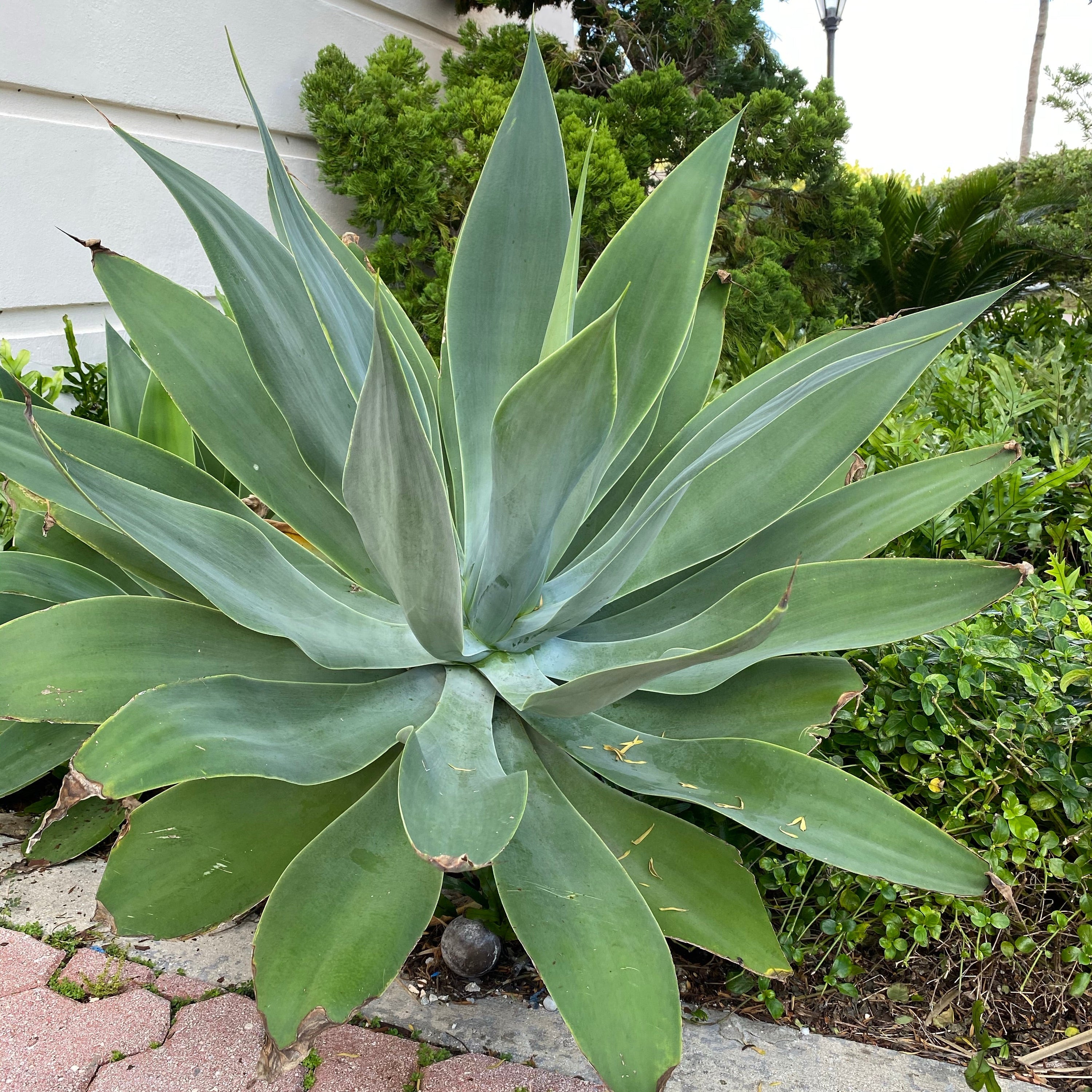 Explore Our Agave Blue Flame | Eureka Farms