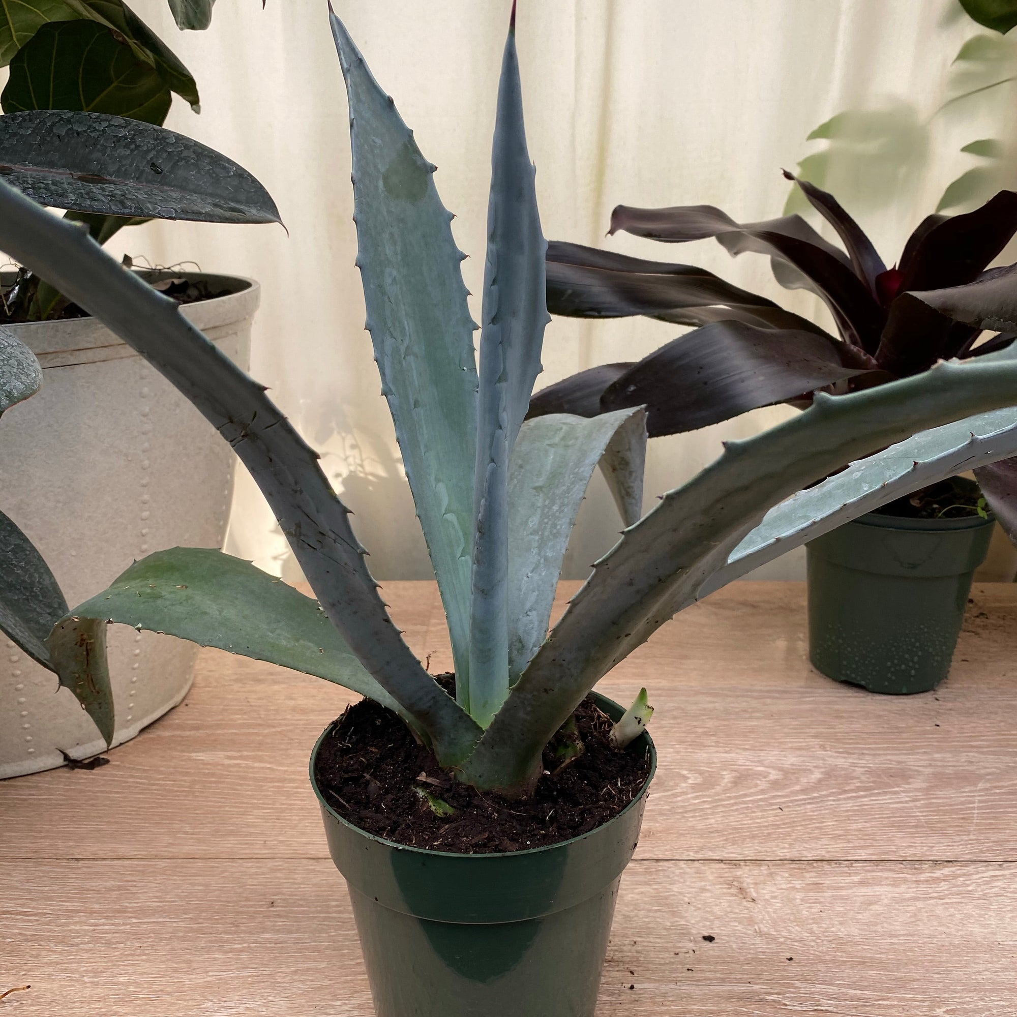 Super Blue Agave Americana, Century Plant | Eureka Farms