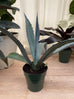 Super Blue Agave Americana, Century Plant | Eureka Farms