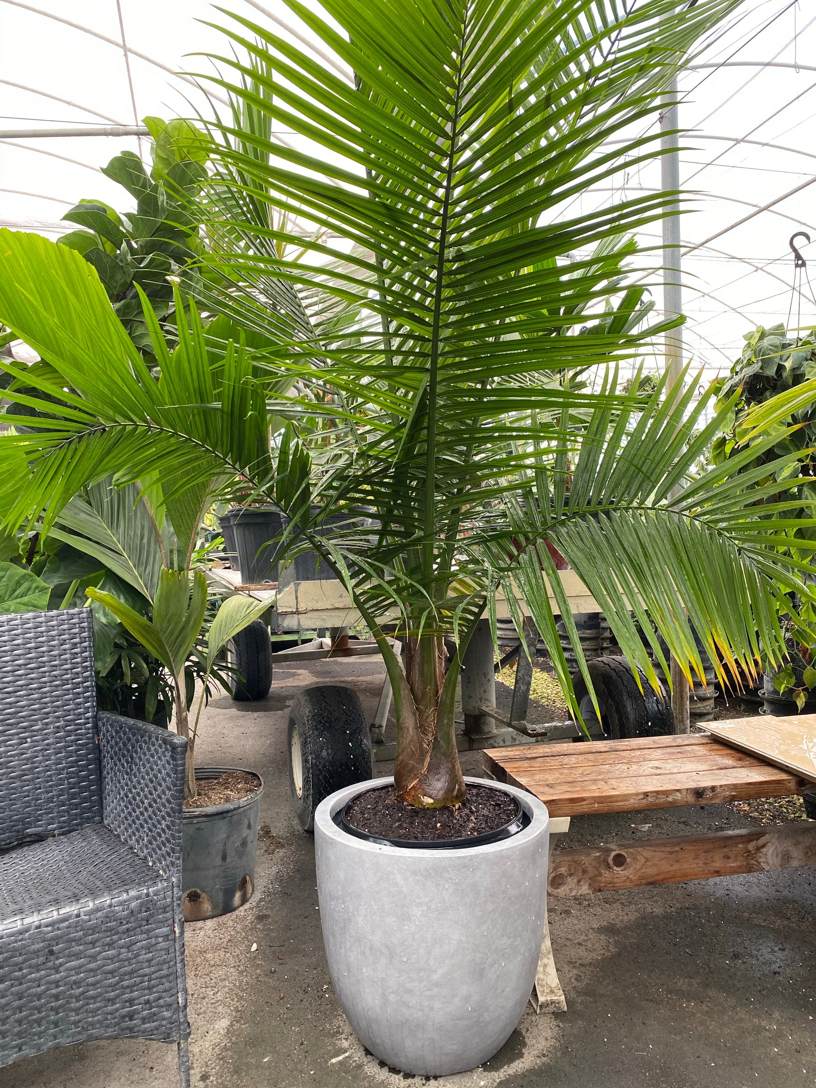 Majesty Palm, Ravenea Rivularis Live Indoor Plant – Eureka Farms
